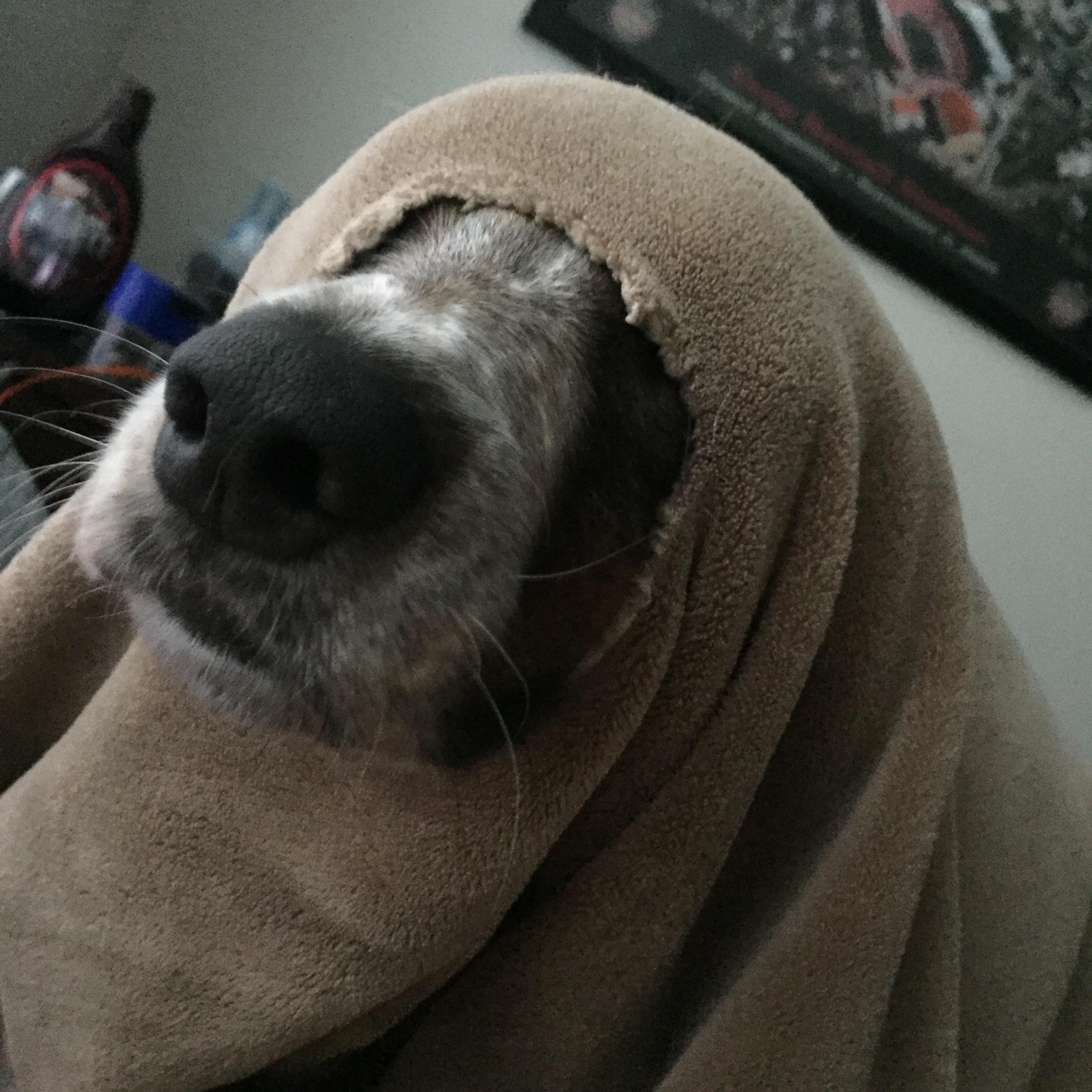 This is Bascom. He likes ripping holes in things | Scrolller