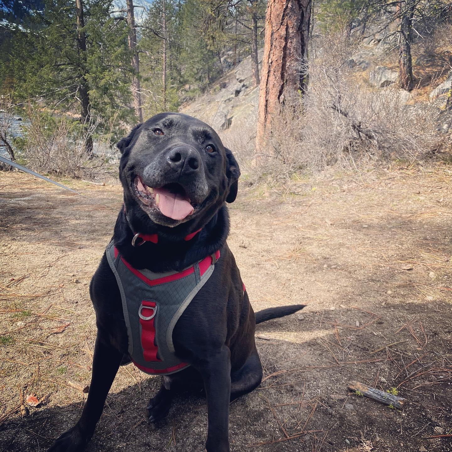 This is Bear Pig ️ he loves everyone. | Scrolller