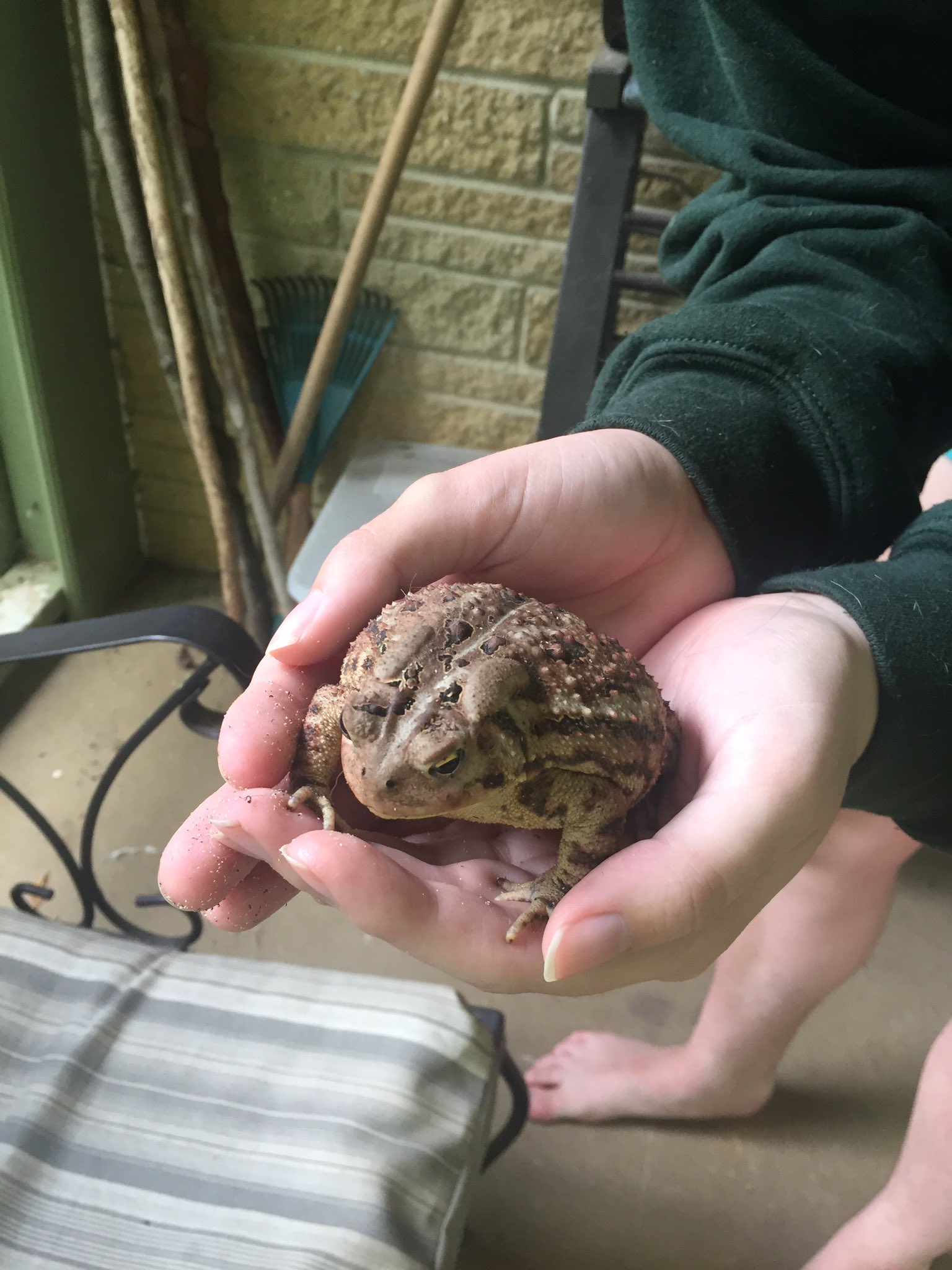 This is Big Bertha, the toad that lives on our porch and eats all the bugs. I love her | Scrolller