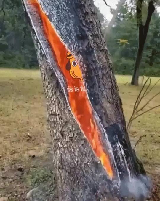 This is fine | Scrolller