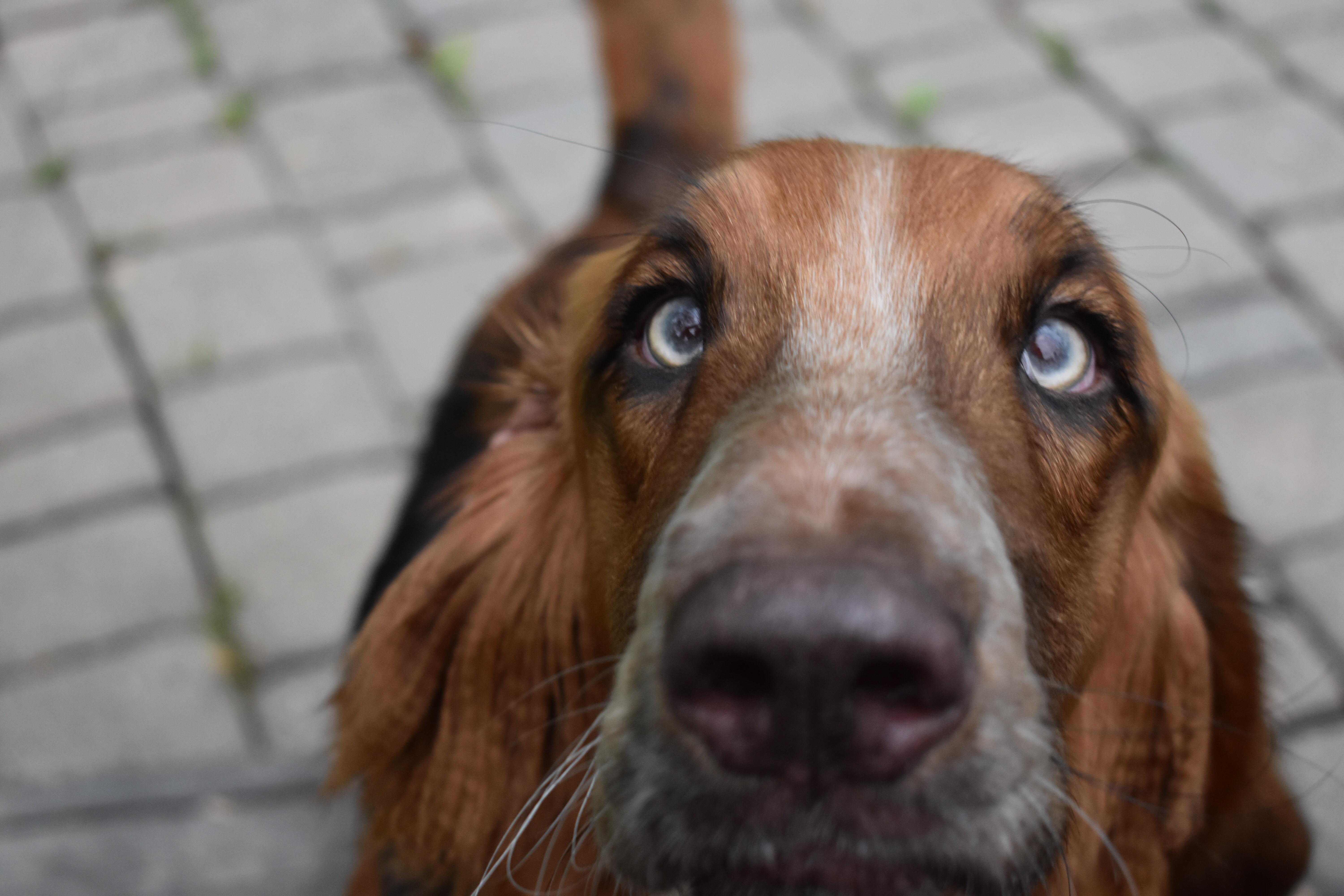 This is Gordon and hims a good boy | Scrolller