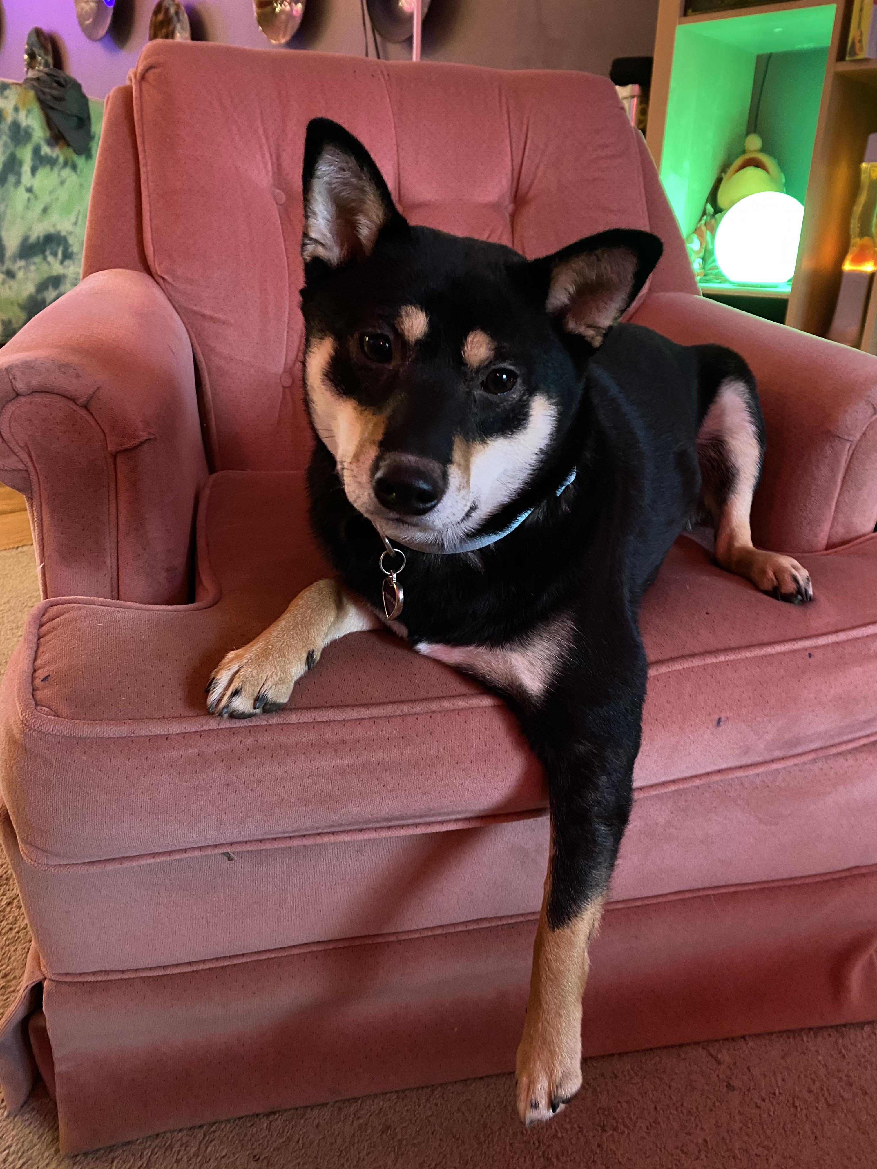 This is her chair! | Scrolller