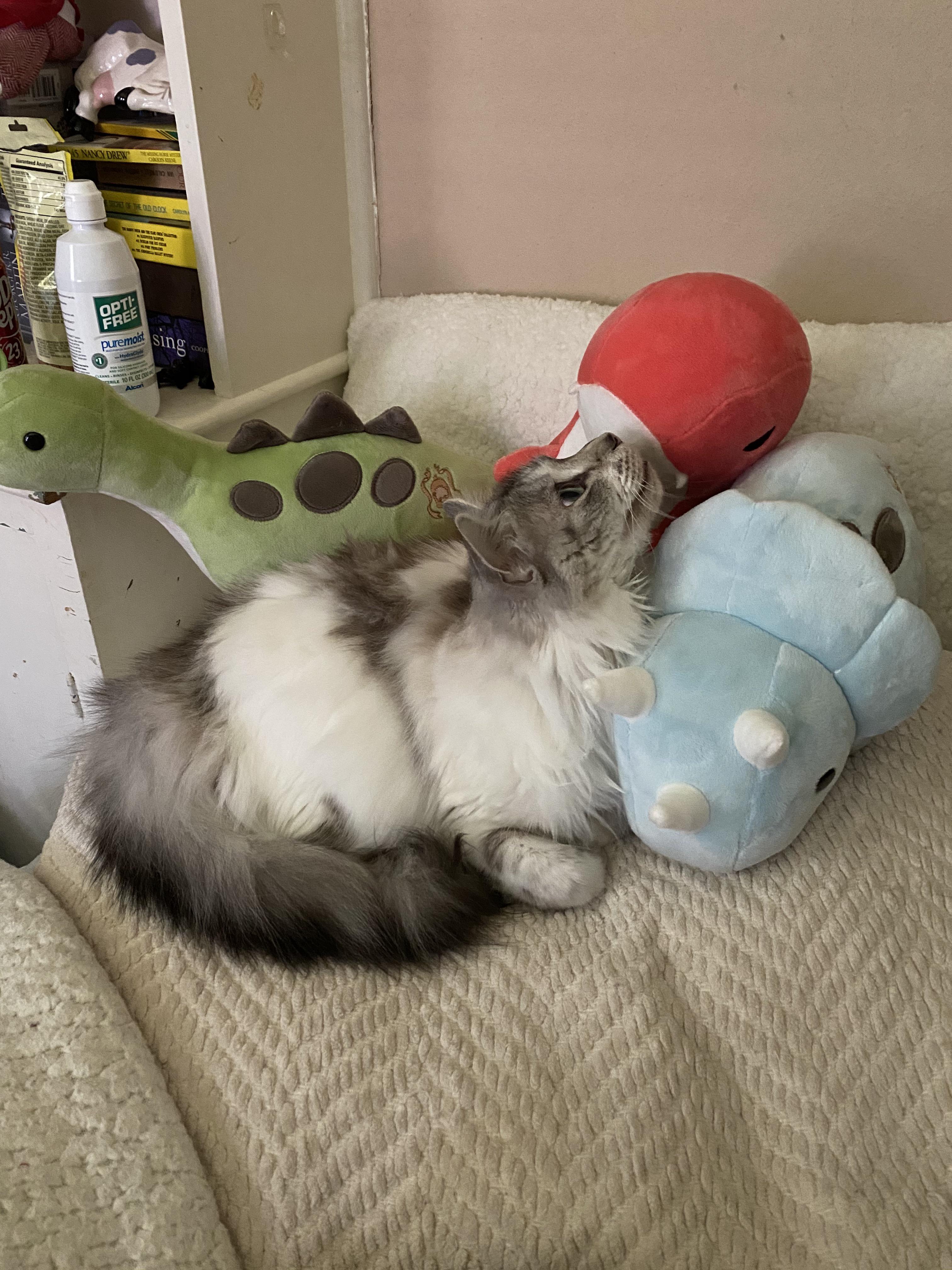 This is his favorite nap spot | Scrolller