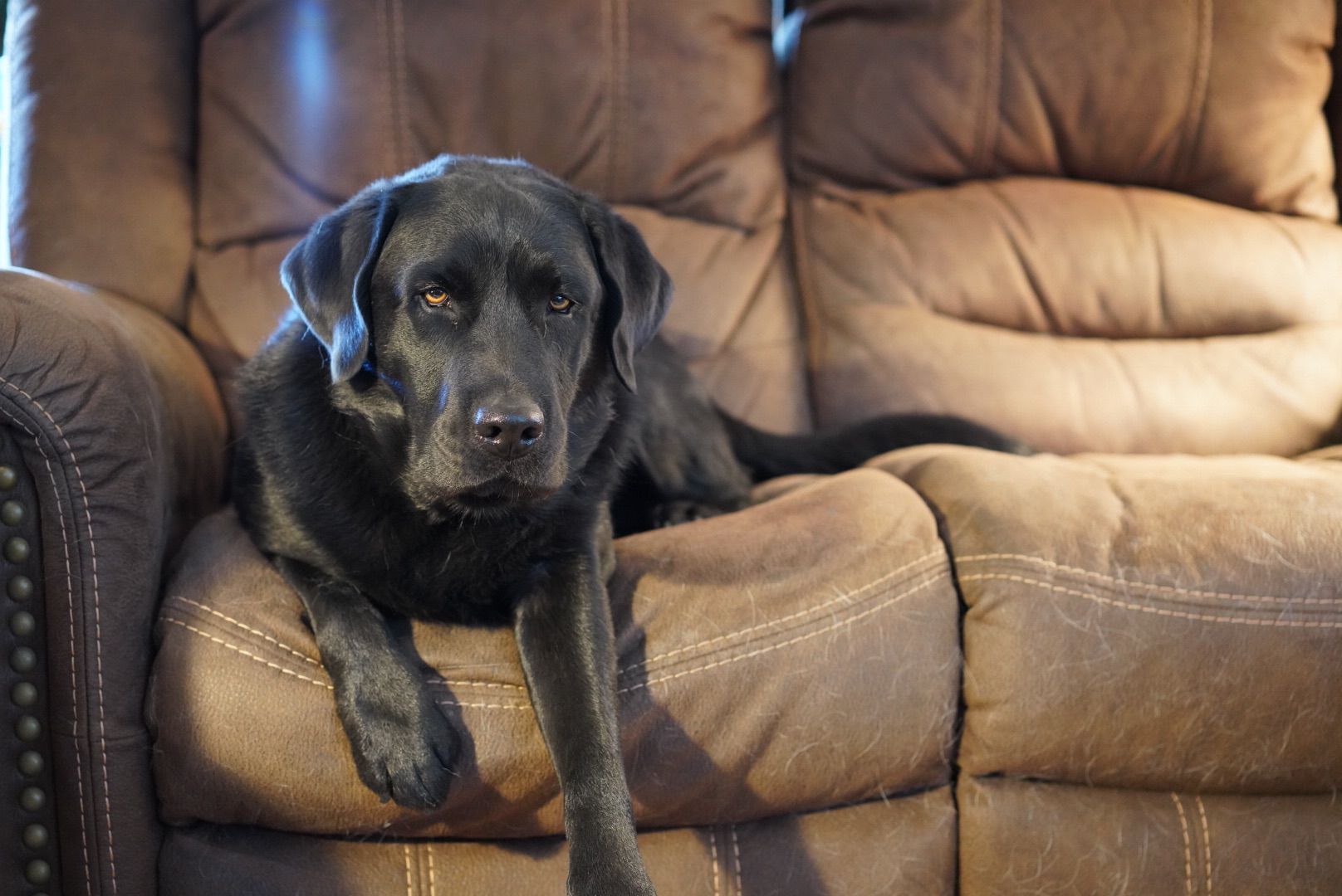 This is Hudson the black lab. | Scrolller