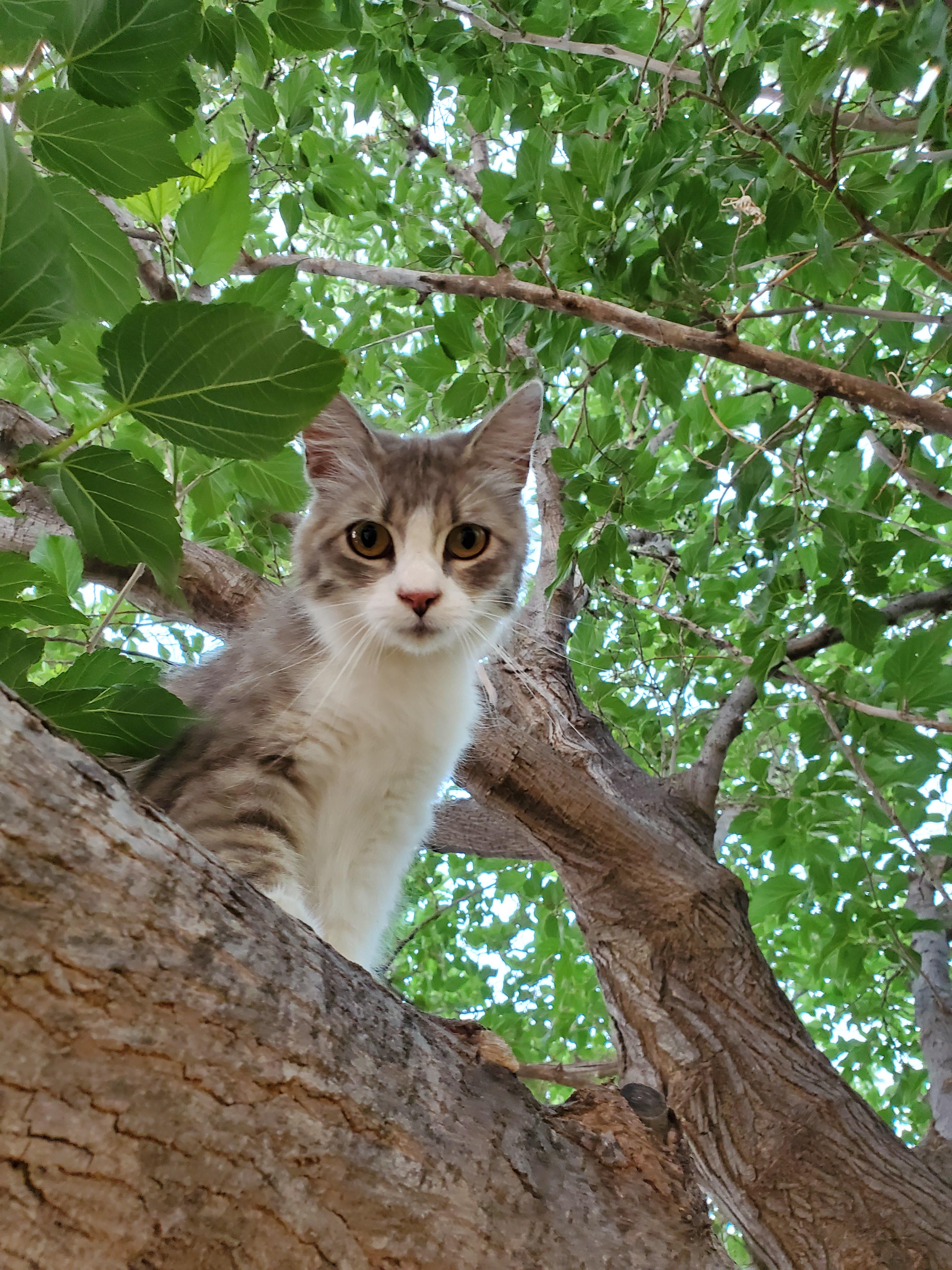 This is Miss Cleo. She's a little cutie. | Scrolller