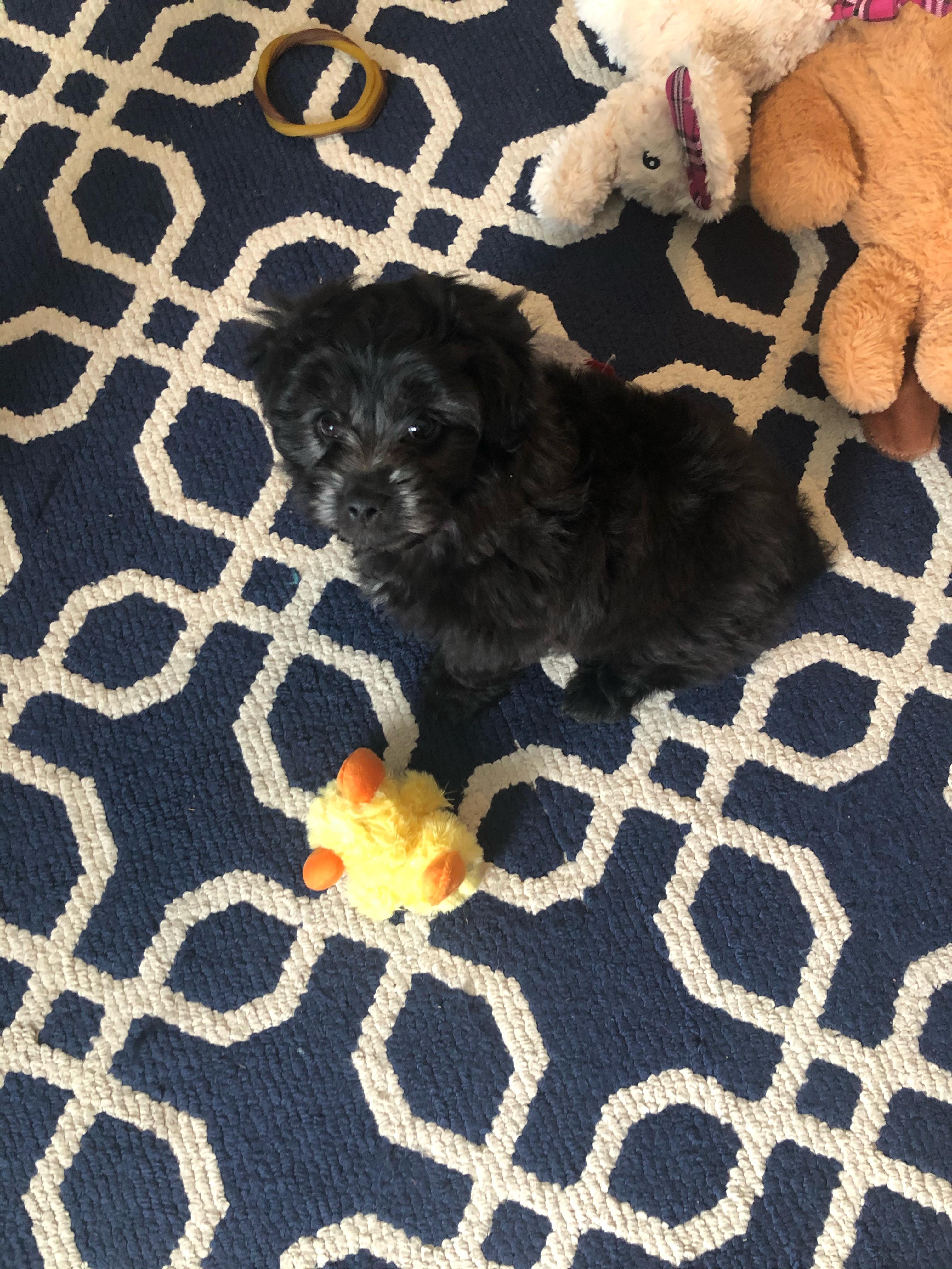 This is my 9 week old mini named Bailey, she is the perfect pupper for ...