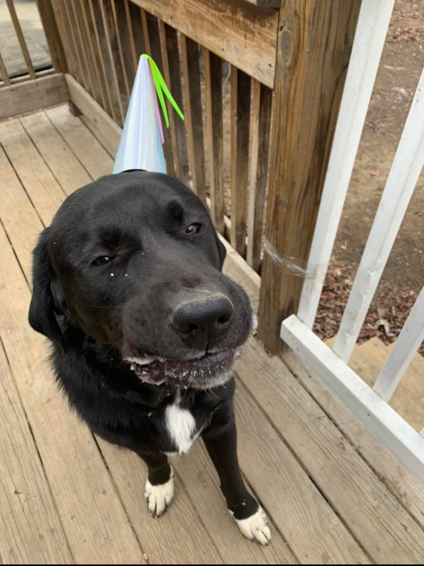 This is my big goof Cosmo celebrating his first birthday | Scrolller