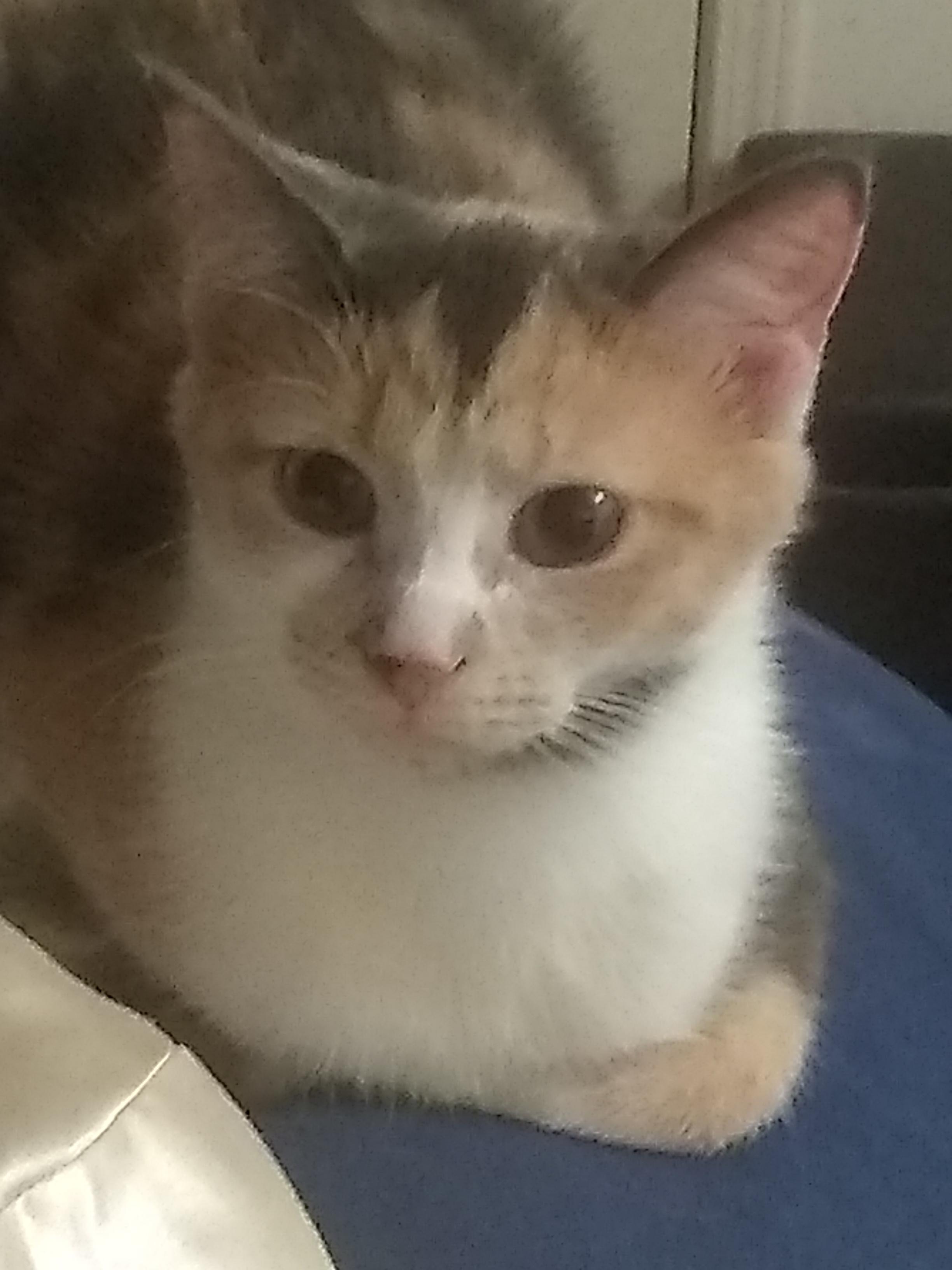 This is my kitten, her name is Ruby. | Scrolller