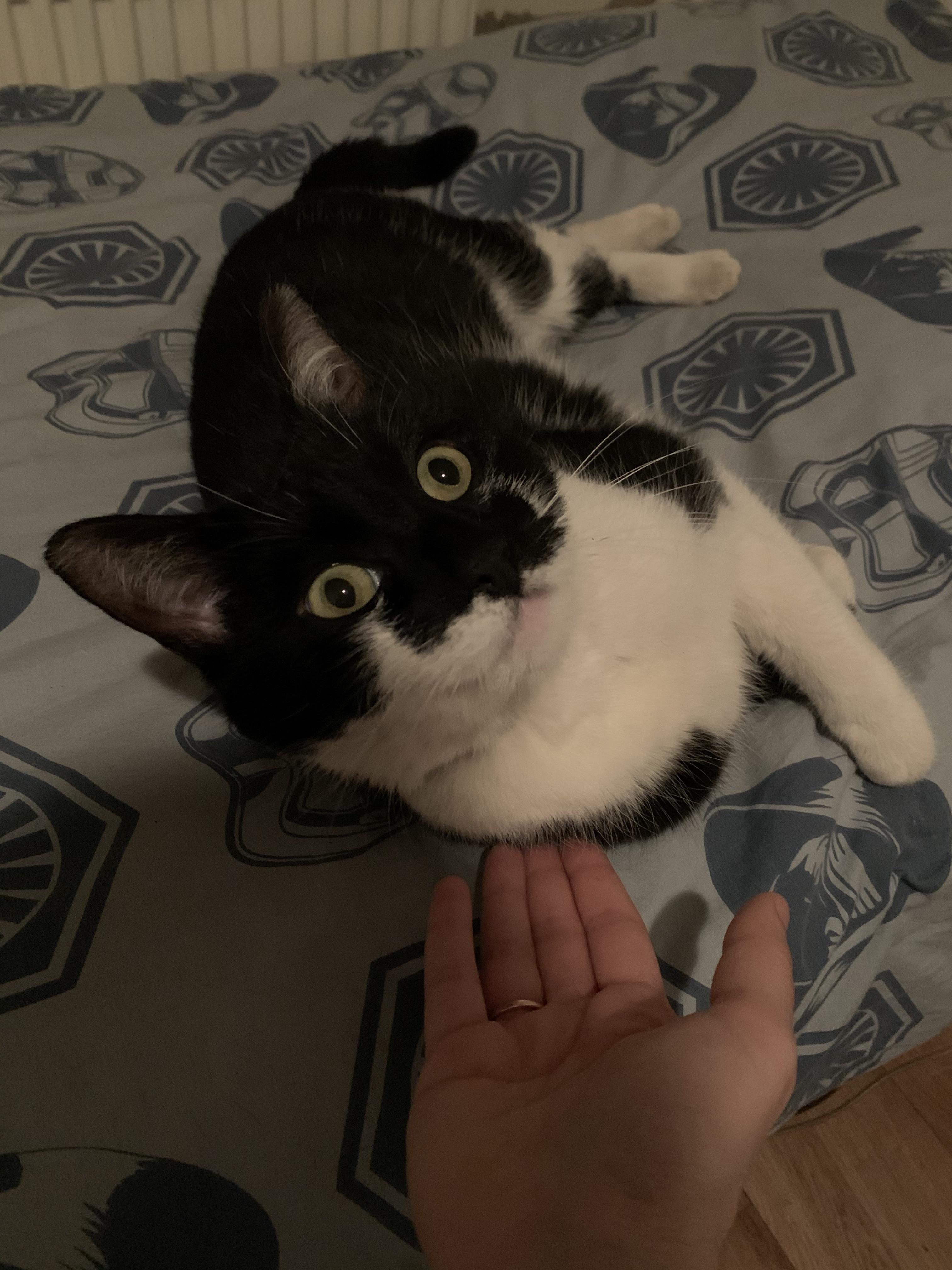 This is my new cat called Bert | Scrolller