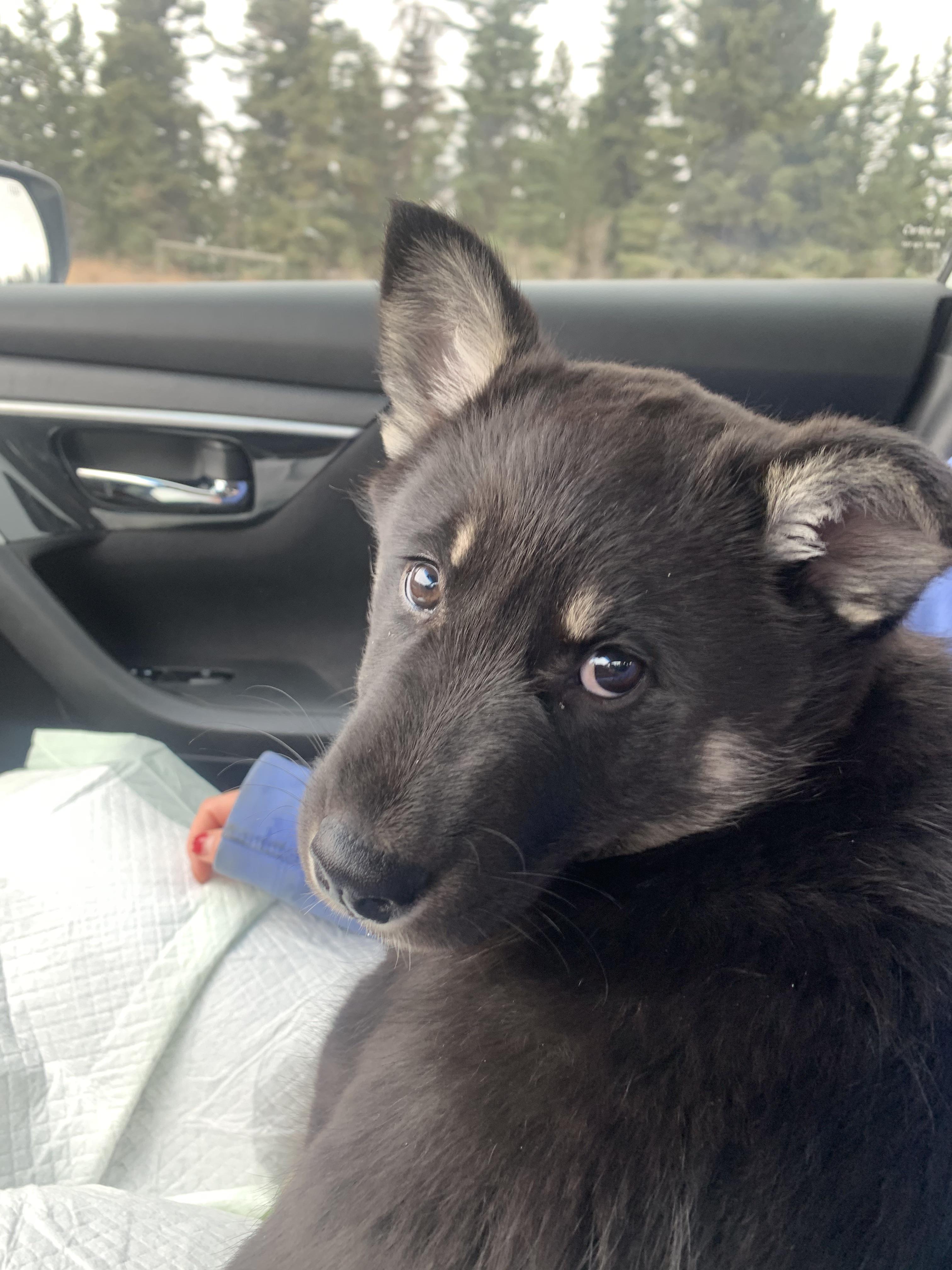 This is my new pup Miska! | Scrolller