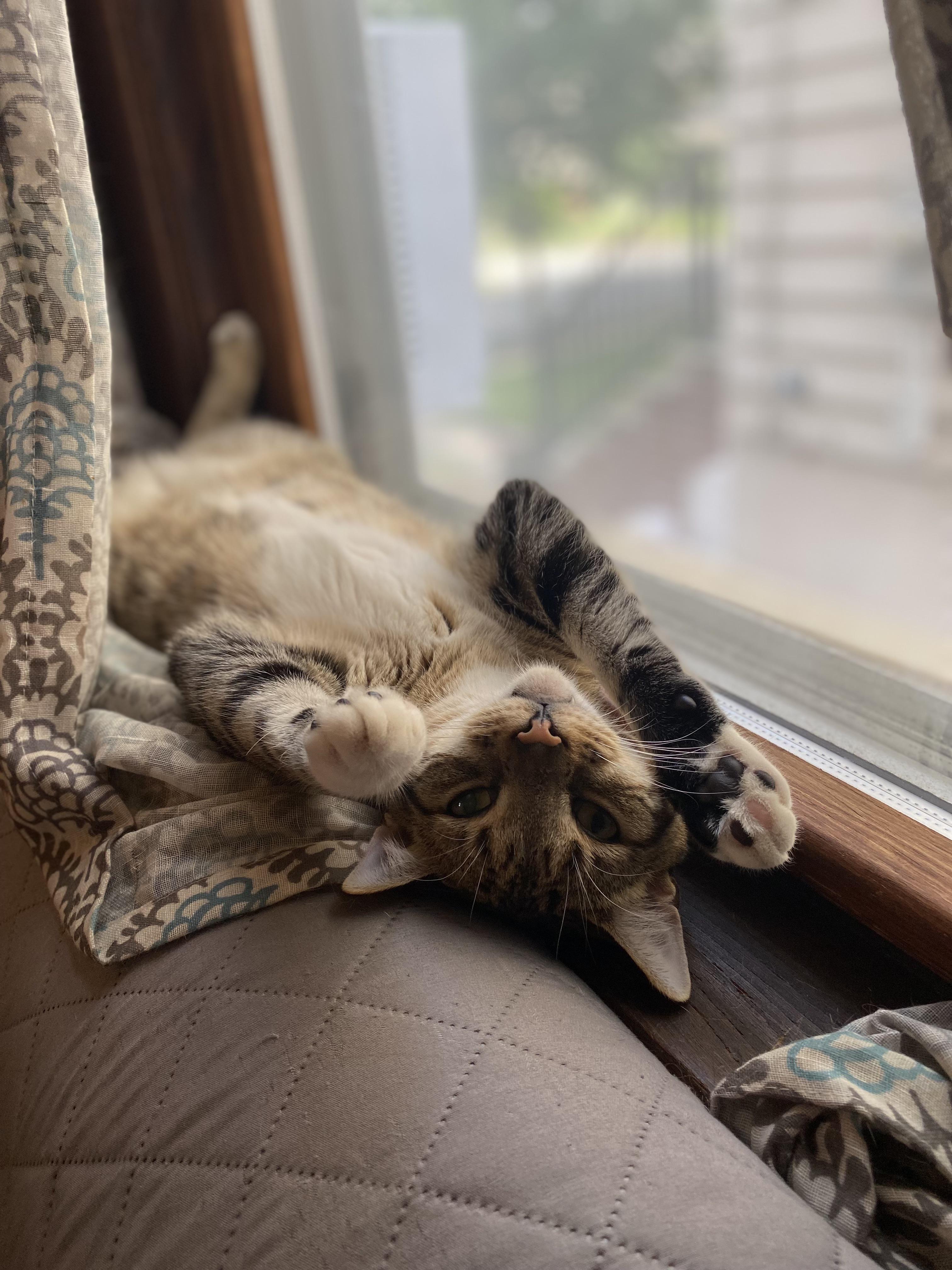 This is Nacho. | Scrolller