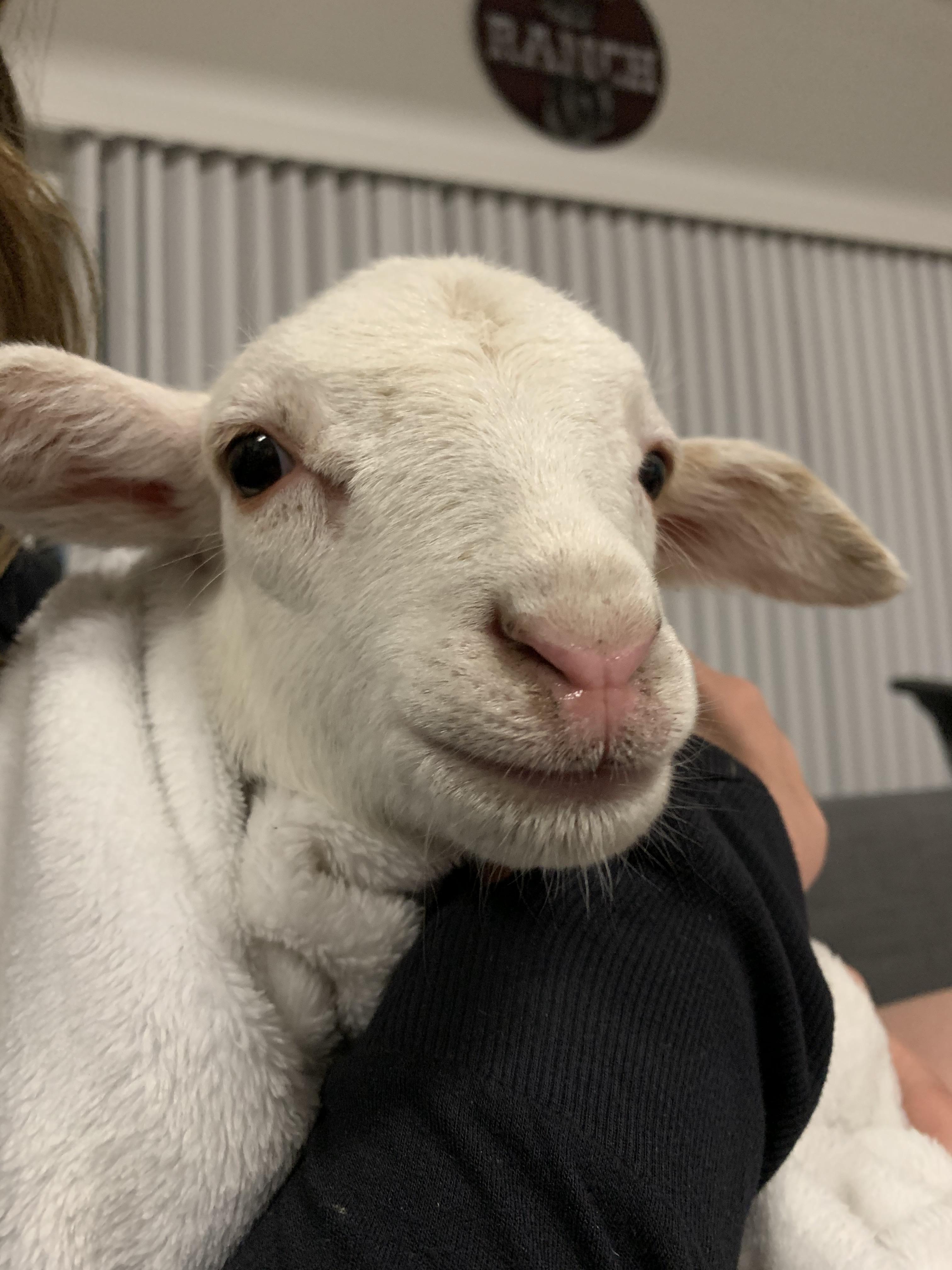 This is Olaf | Scrolller