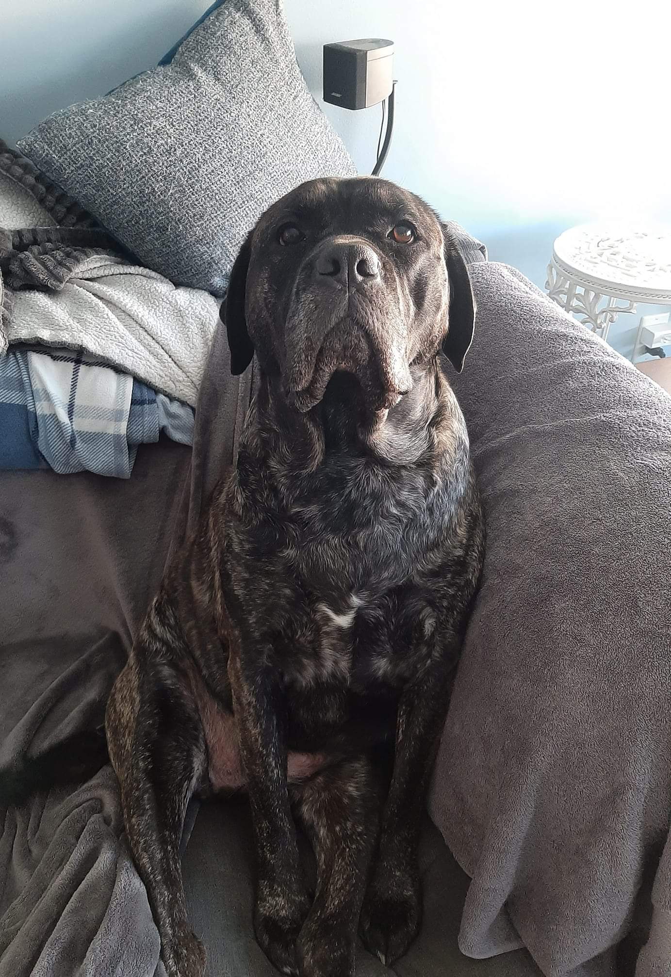 This is Opal. She's 119 lb of Cane Corso love. She's also a giant lap dog. | Scrolller