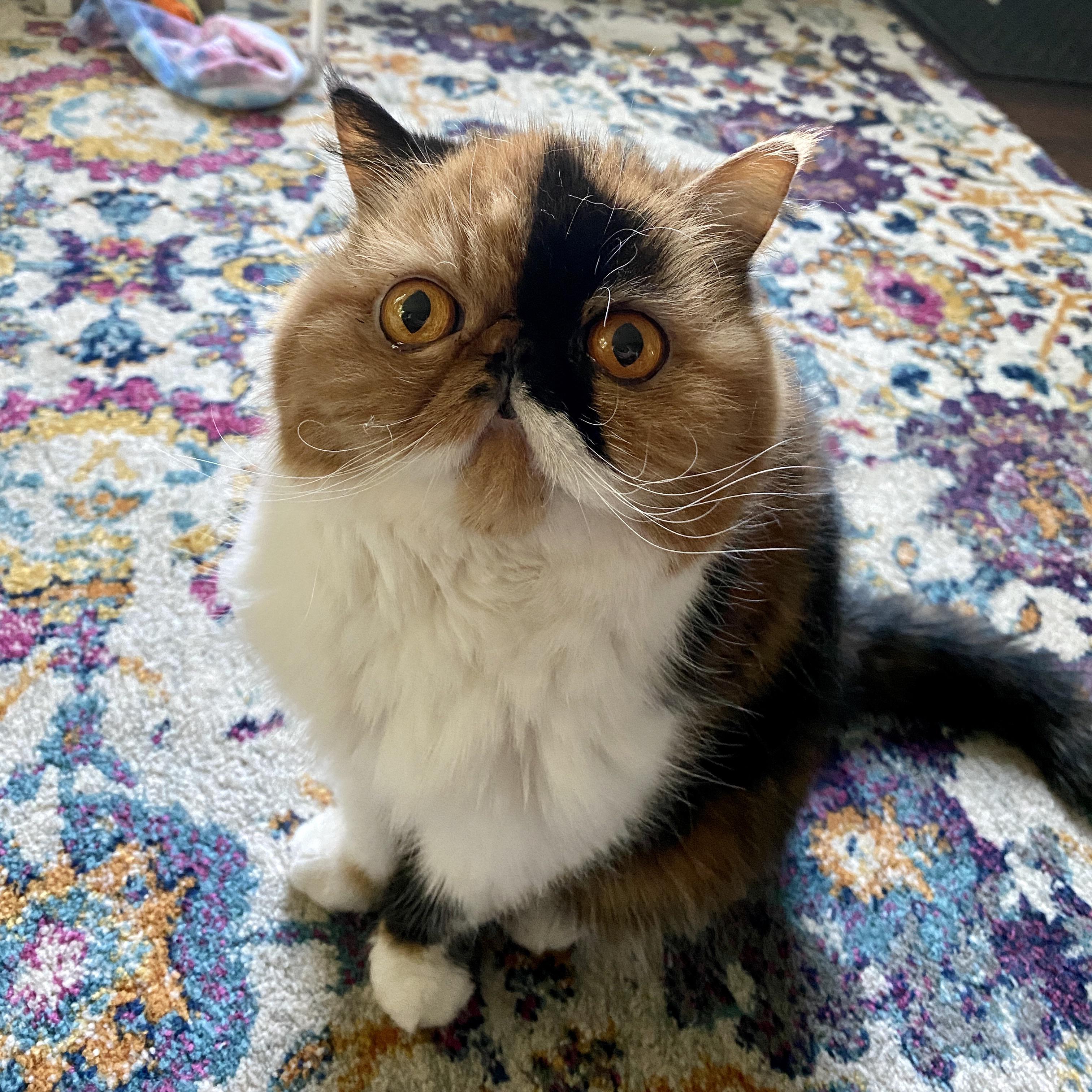 This is Princess Meatball. She’s an introvert. | Scrolller