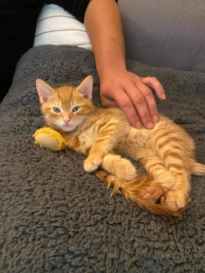 This is Simba, my first ever kitten | Scrolller
