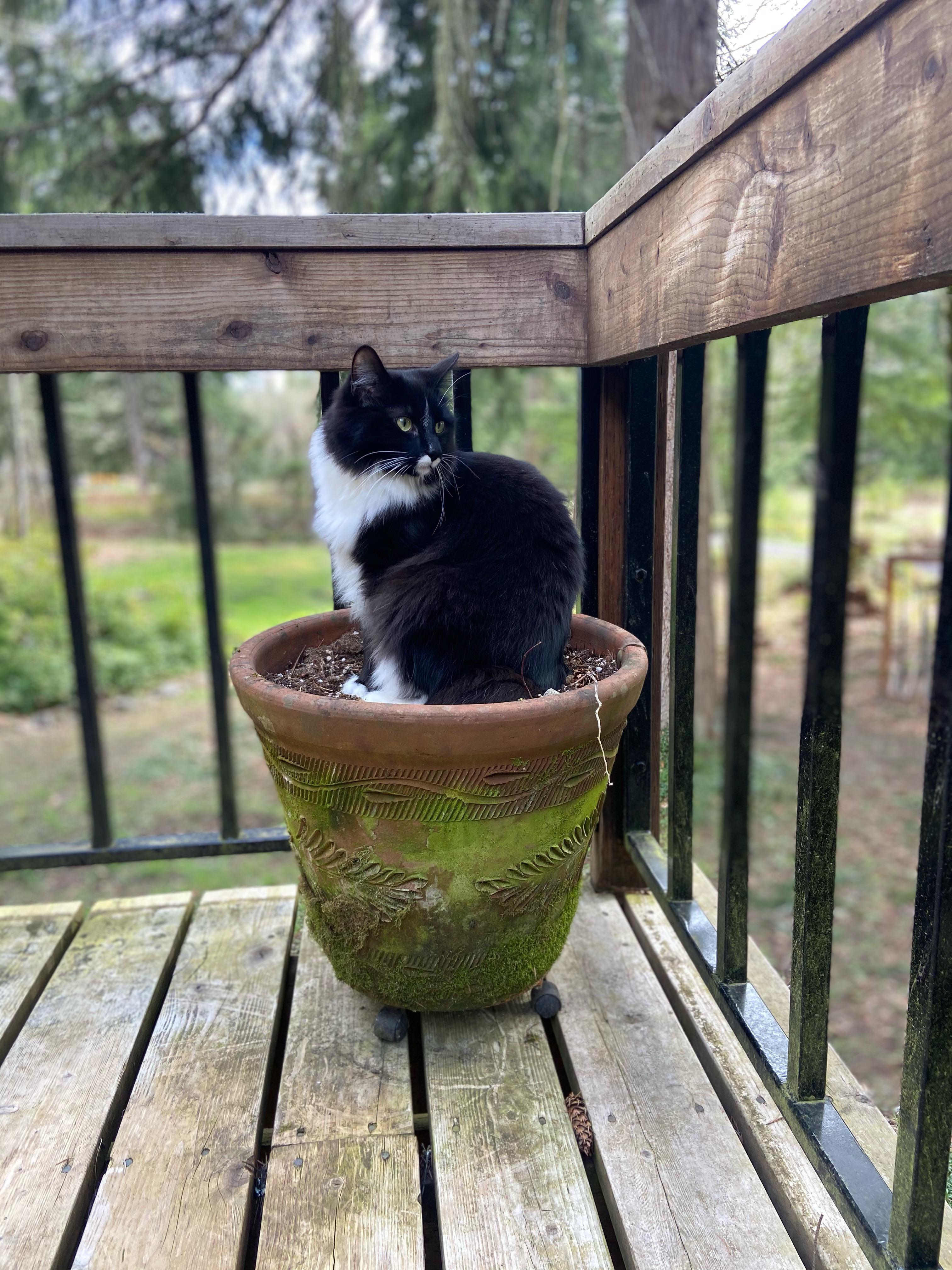 This is the Panda plant and he’s ready for spring! | Scrolller