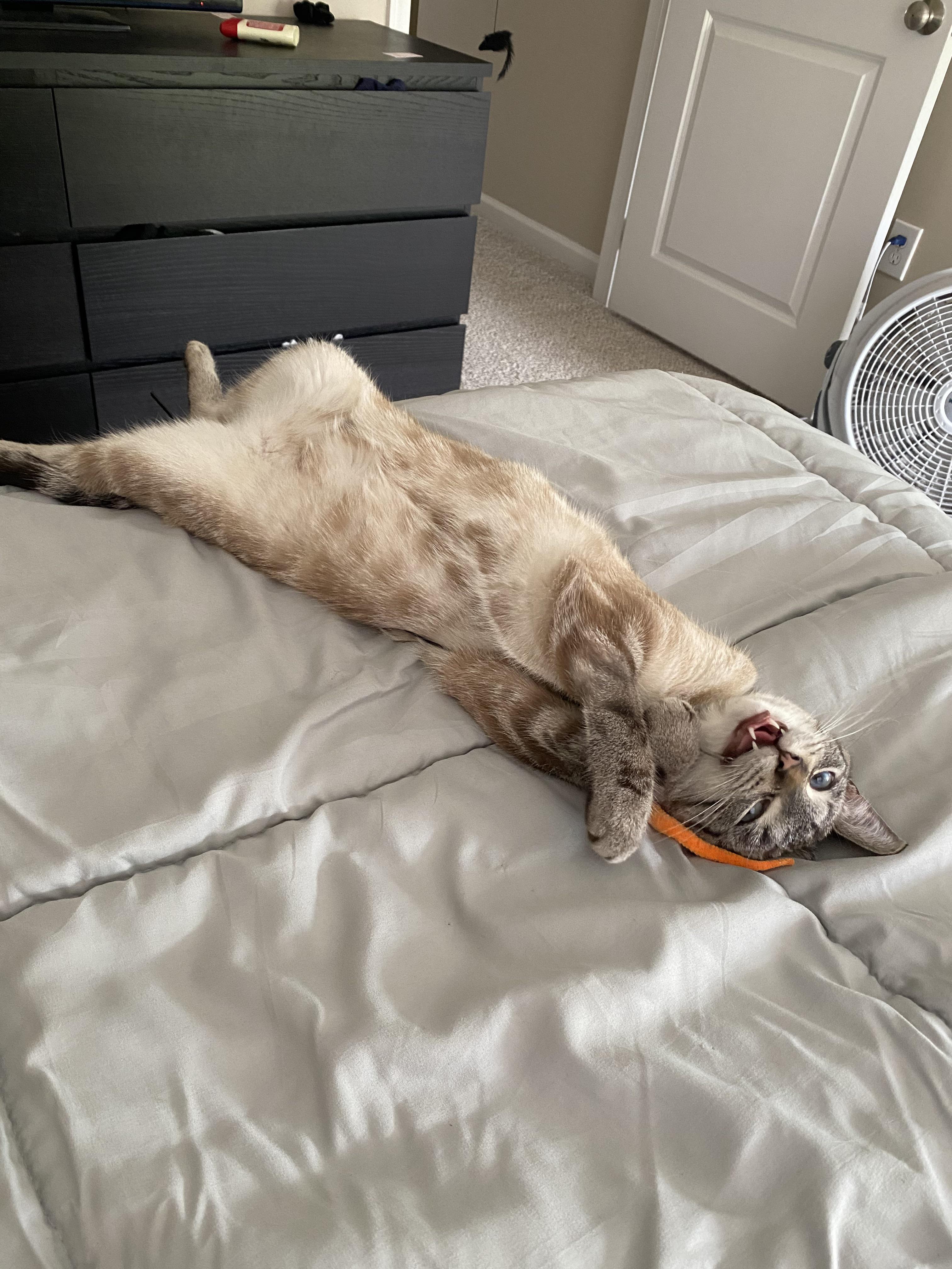 This is what an apex predator looks like... | Scrolller