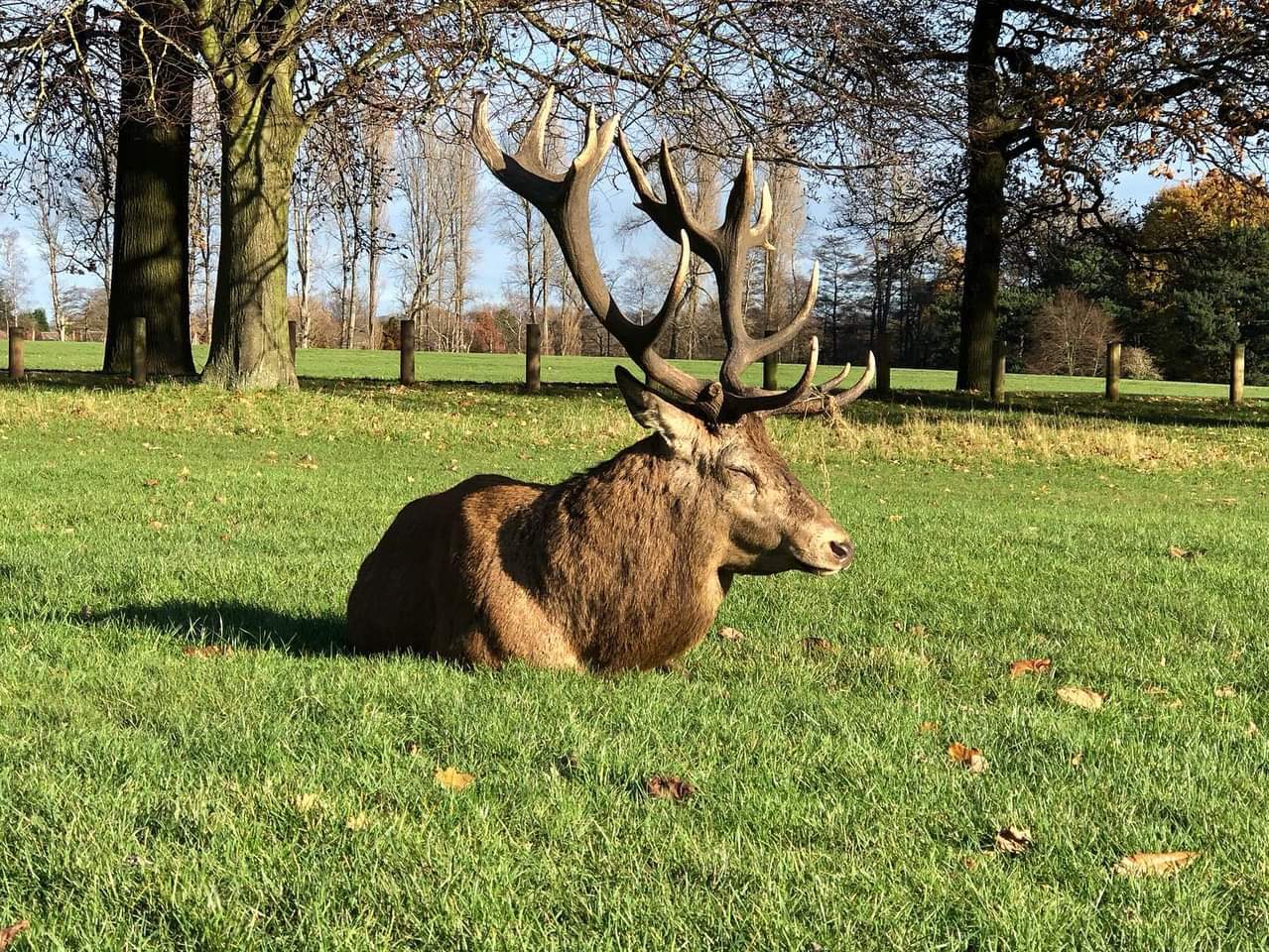 This lad was catching some rays in Wollaton Park on Thursday. | Scrolller