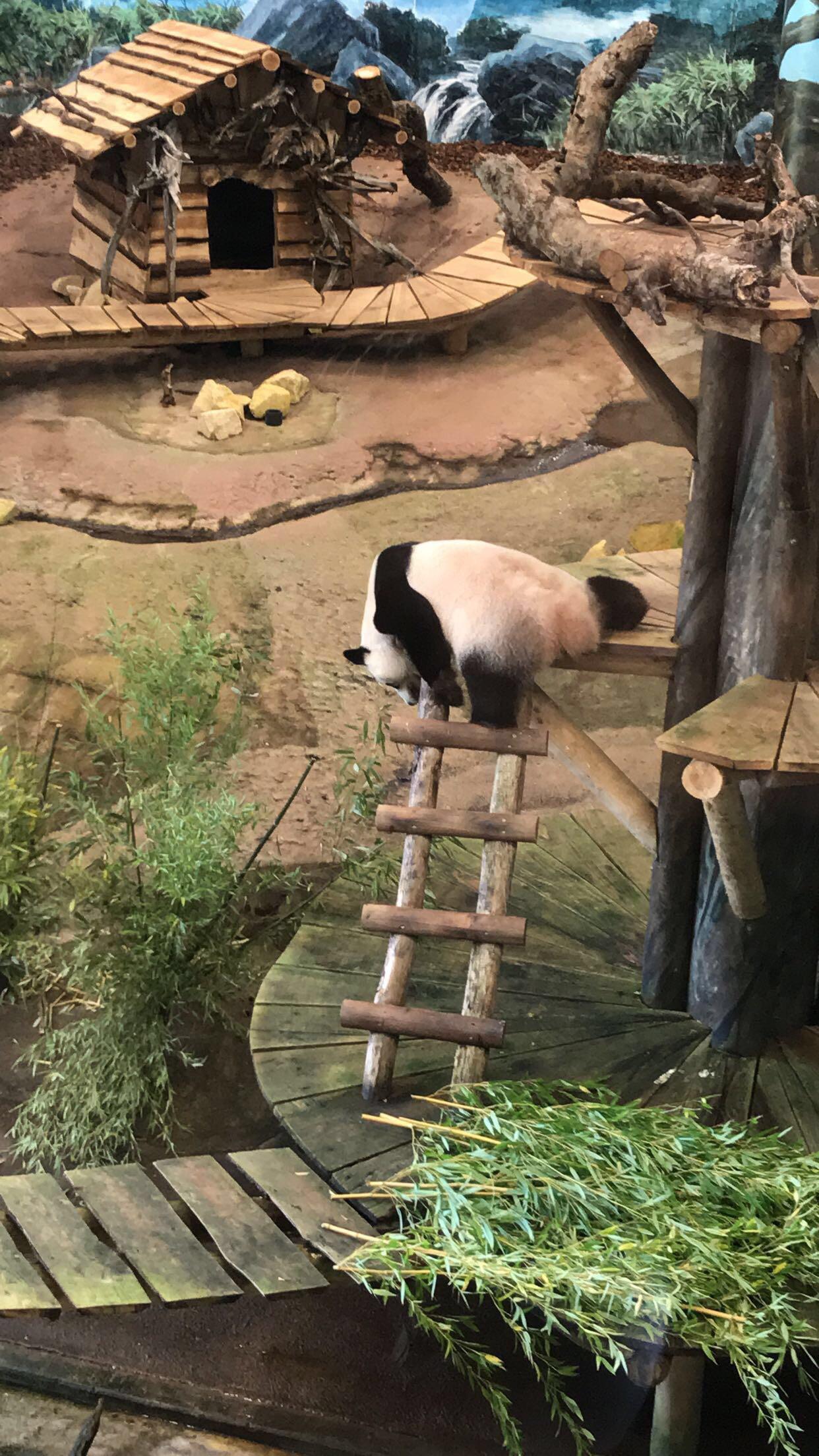 This panda sleeping | Scrolller