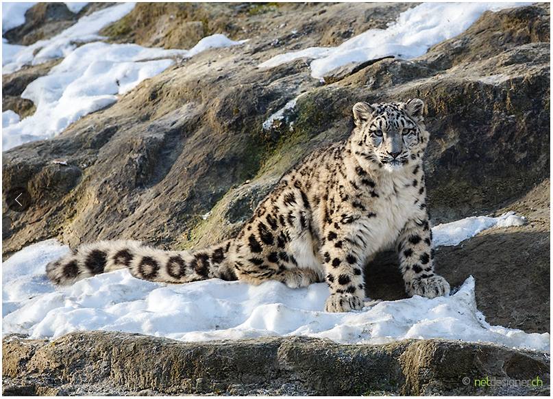 This picture just shows how MASSIVE and FLUFFY a snow leopards tail can be. I'd love just to ...