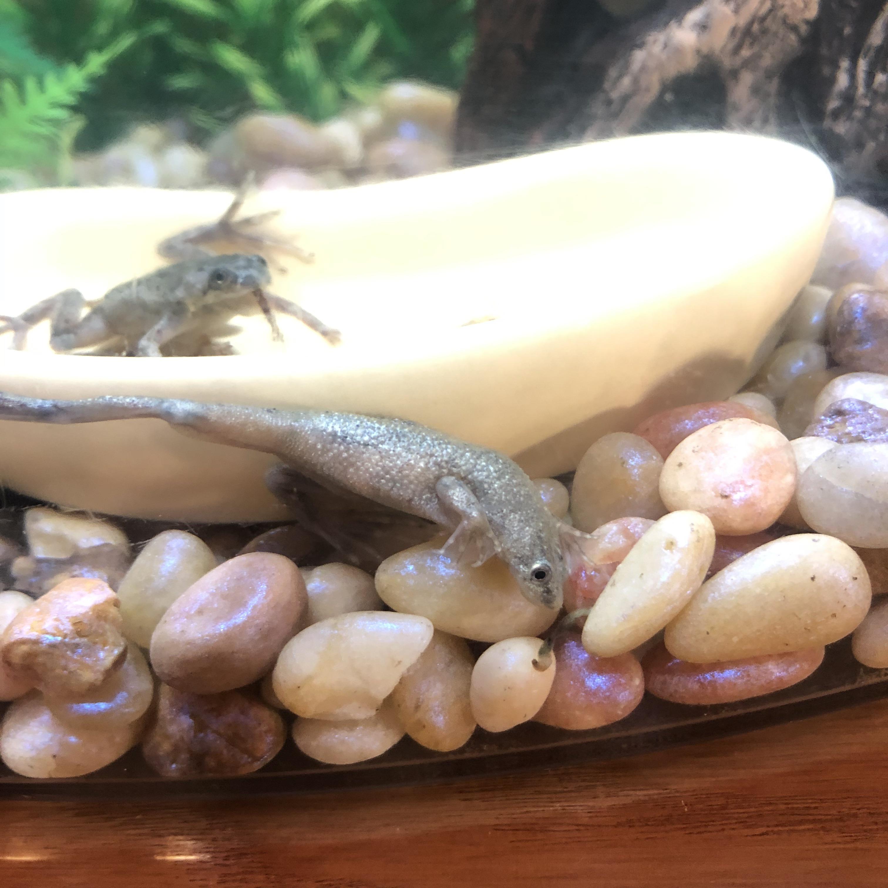 this picture truly captures the essence of african dwarf frogs | Scrolller
