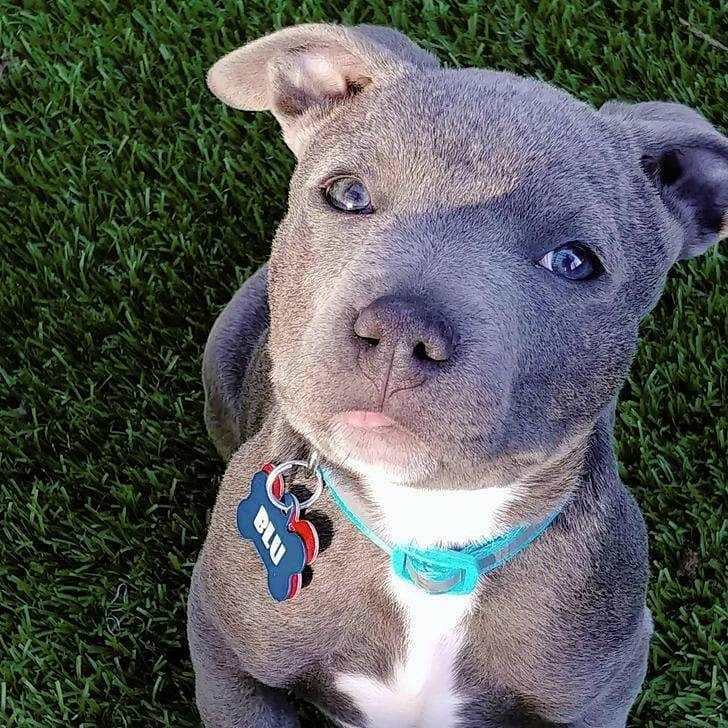 Blu the pitbull pup | Scrolller