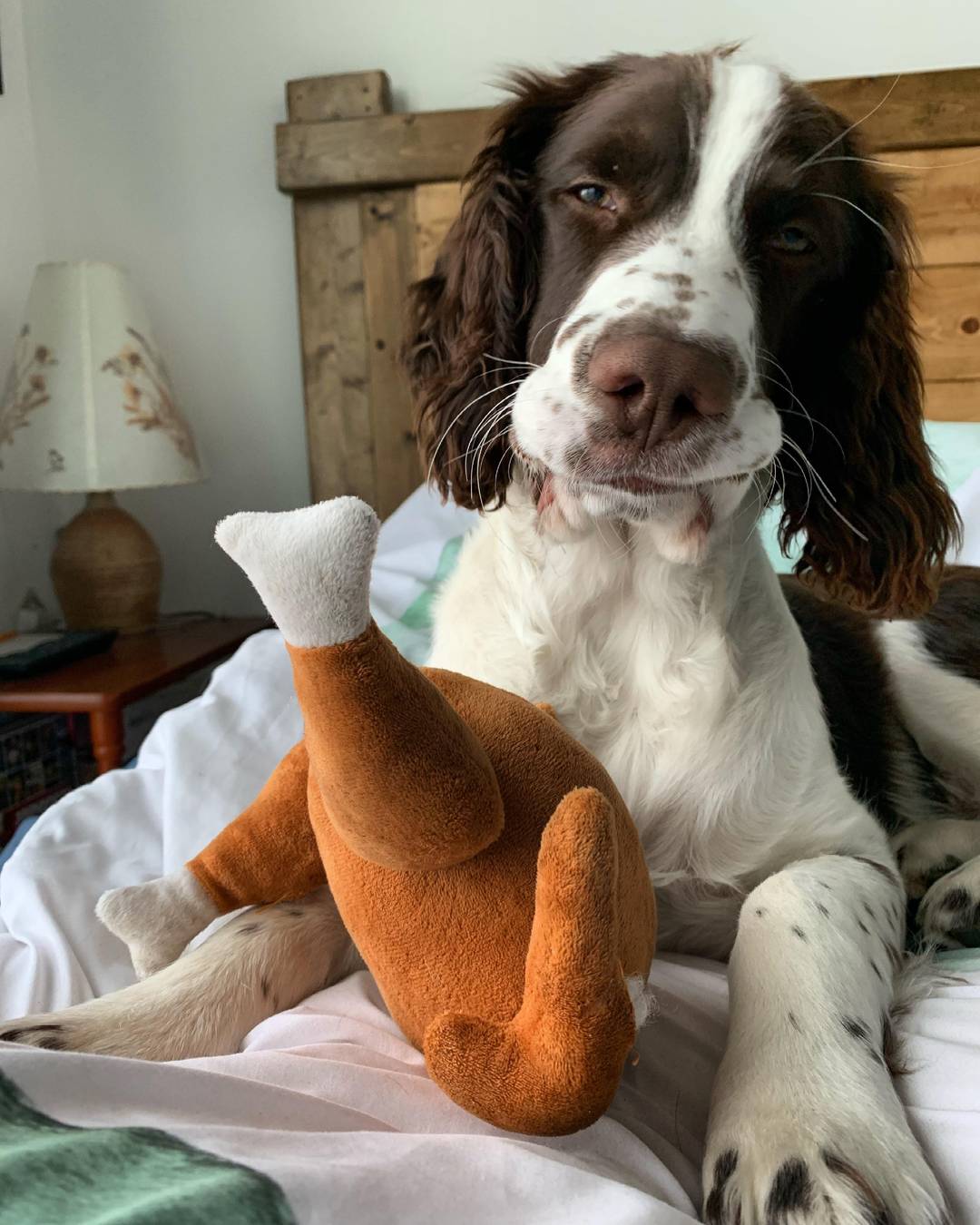 This remains one of the funniest pictures I’ve ever taken of my springer.. | Scrolller