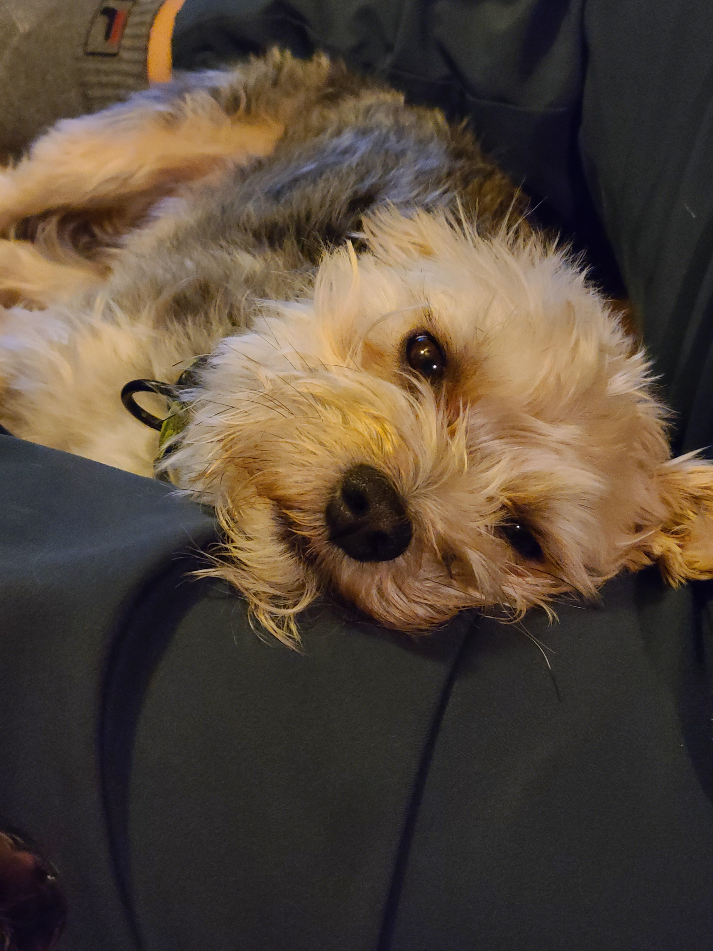 This scruffy boy is my best bud! | Scrolller