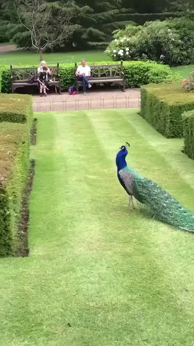 🔥 This stunning peacock display | Scrolller