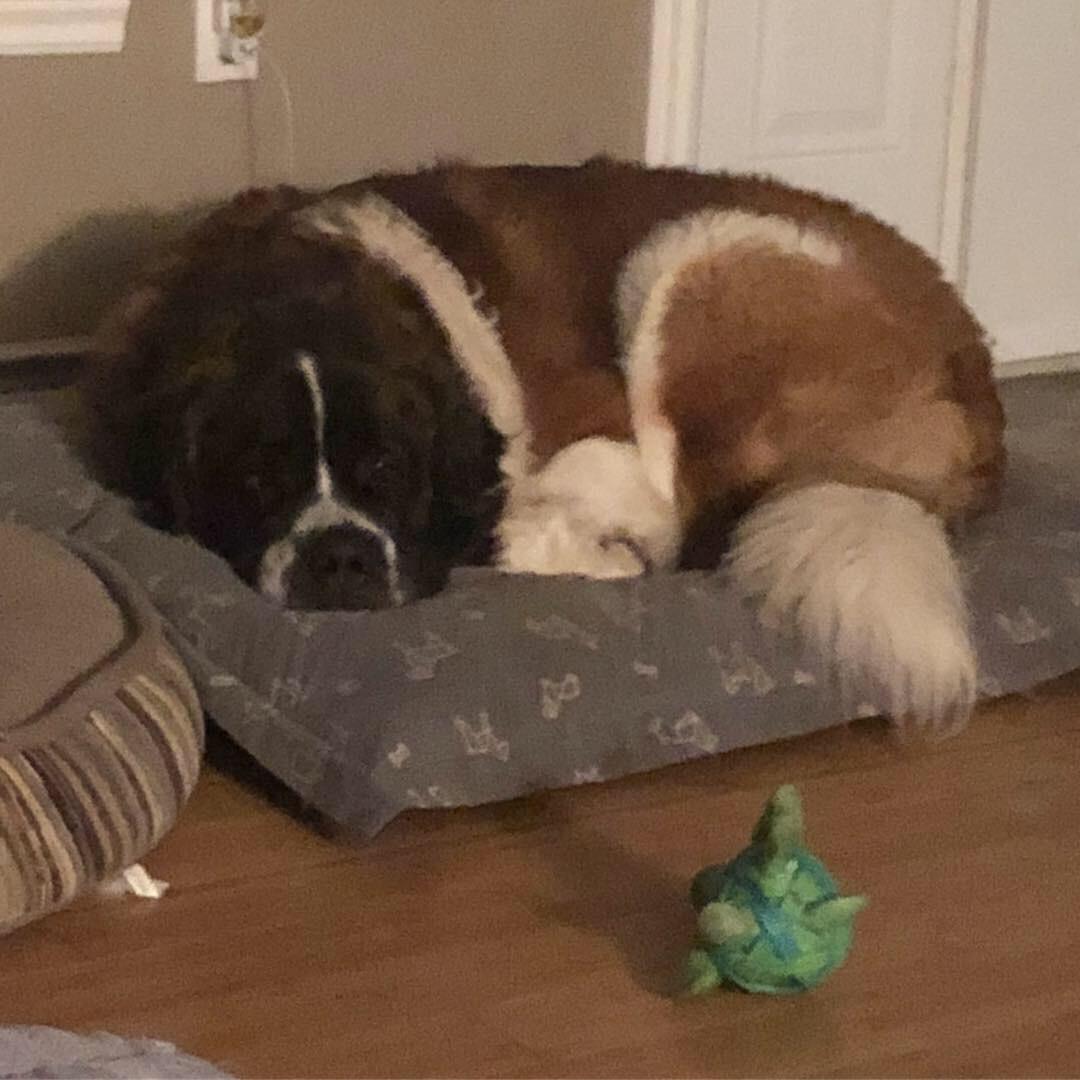 This Teddy Bear Turns 3 Tomorrow! HBD Arthas! | Scrolller