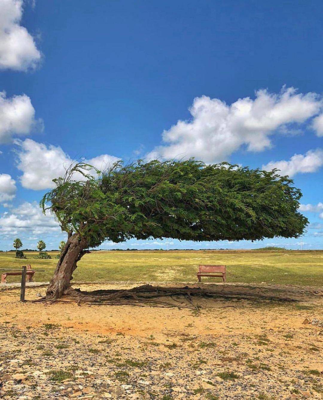 This Tree Shaped by the Wind | Scrolller