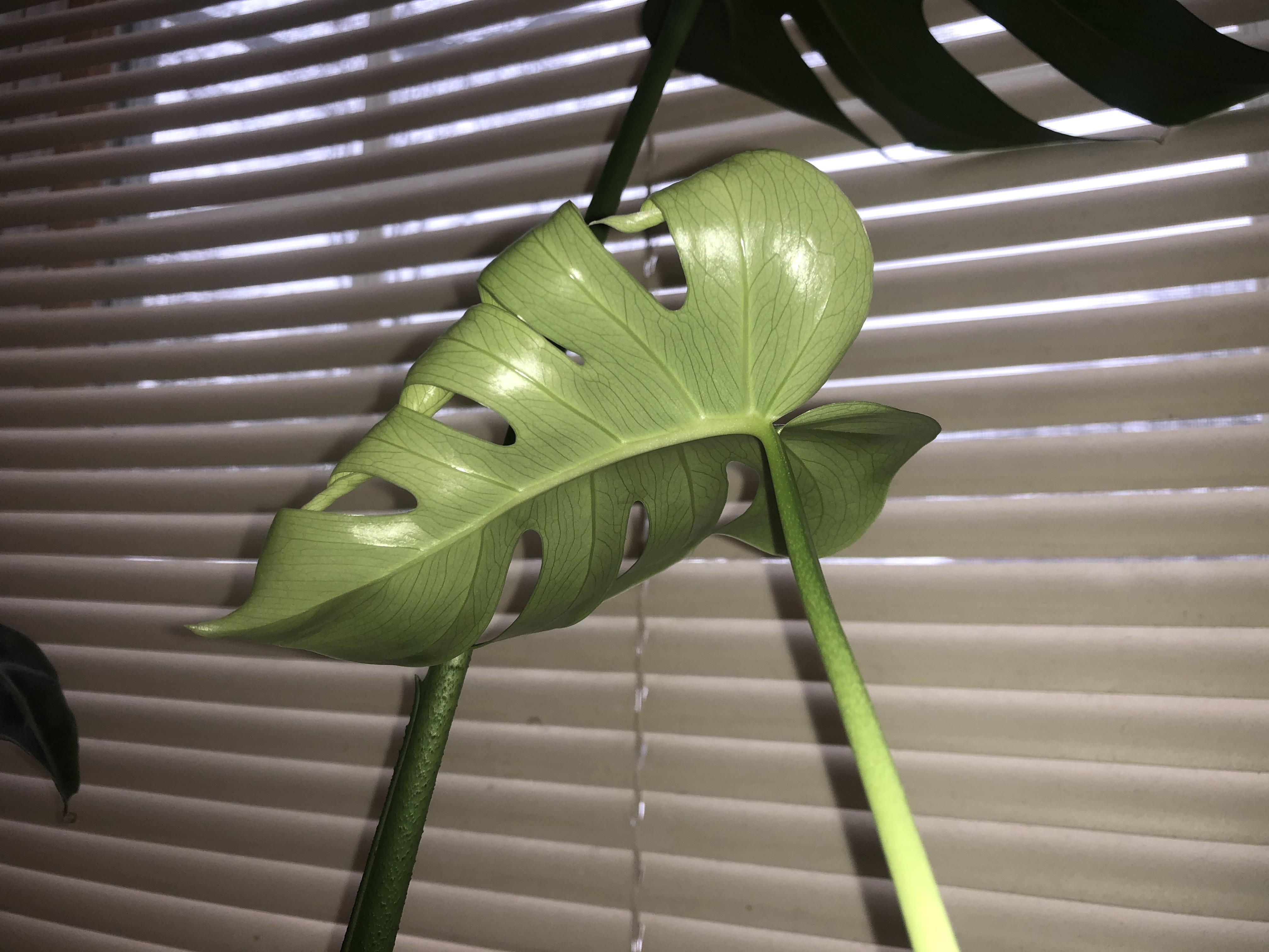 This was my first monstera prop🥰 | Scrolller