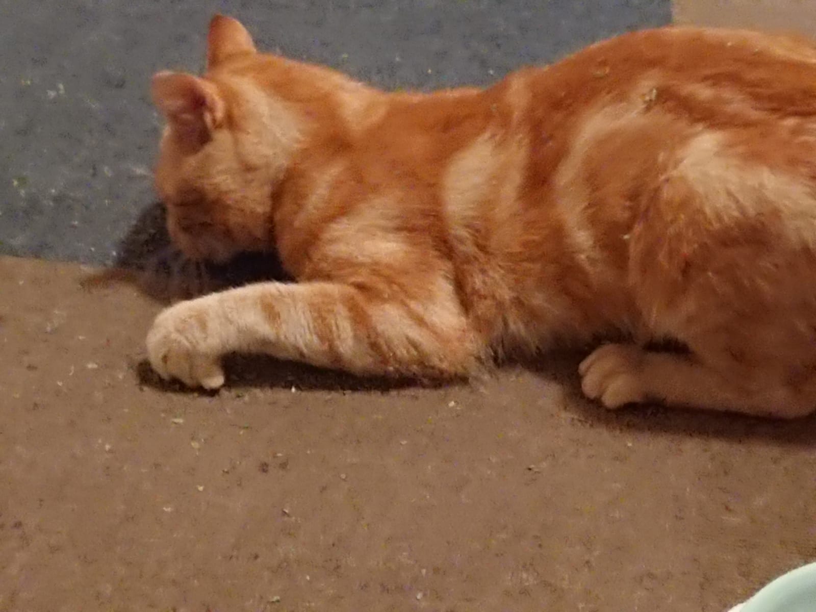 Thomas in catnip | Scrolller