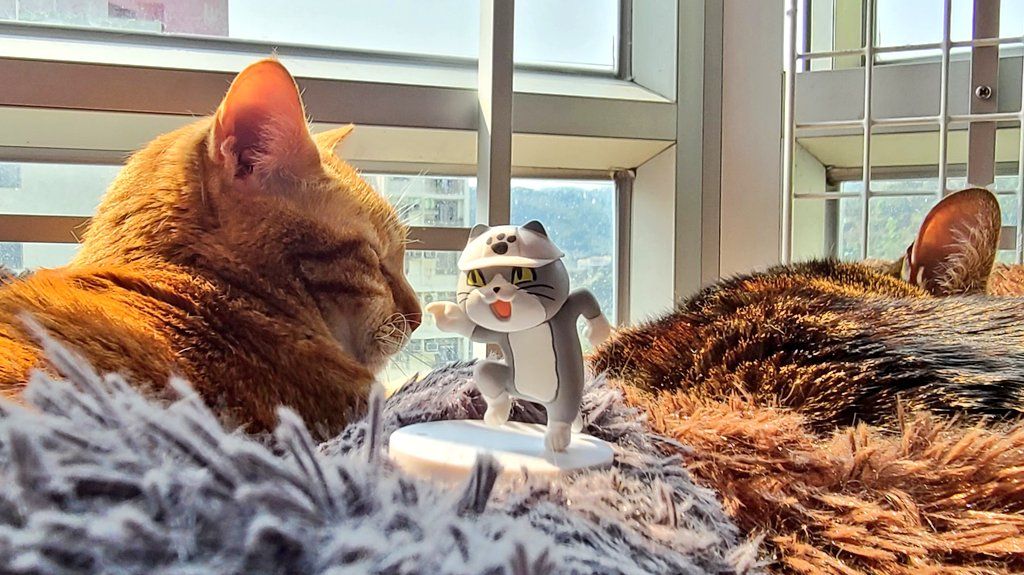 three cats | Scrolller