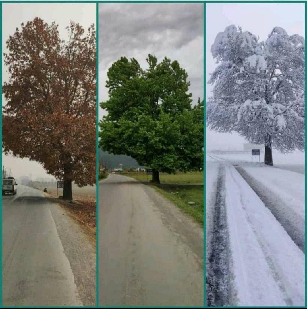 Three Different Seasons, Exactly Same Location | Pampore | Scrolller