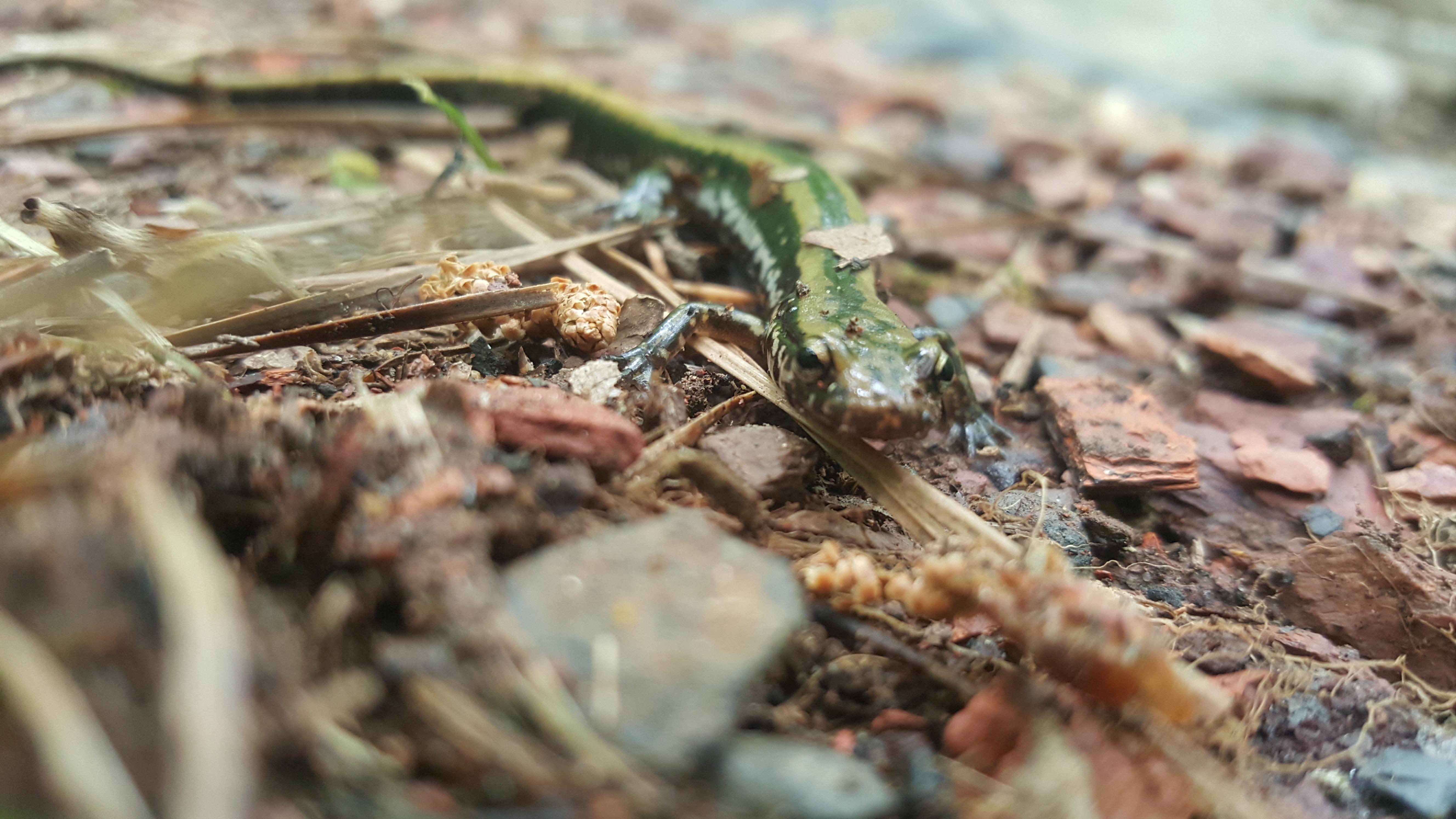 three lined salamander | Scrolller