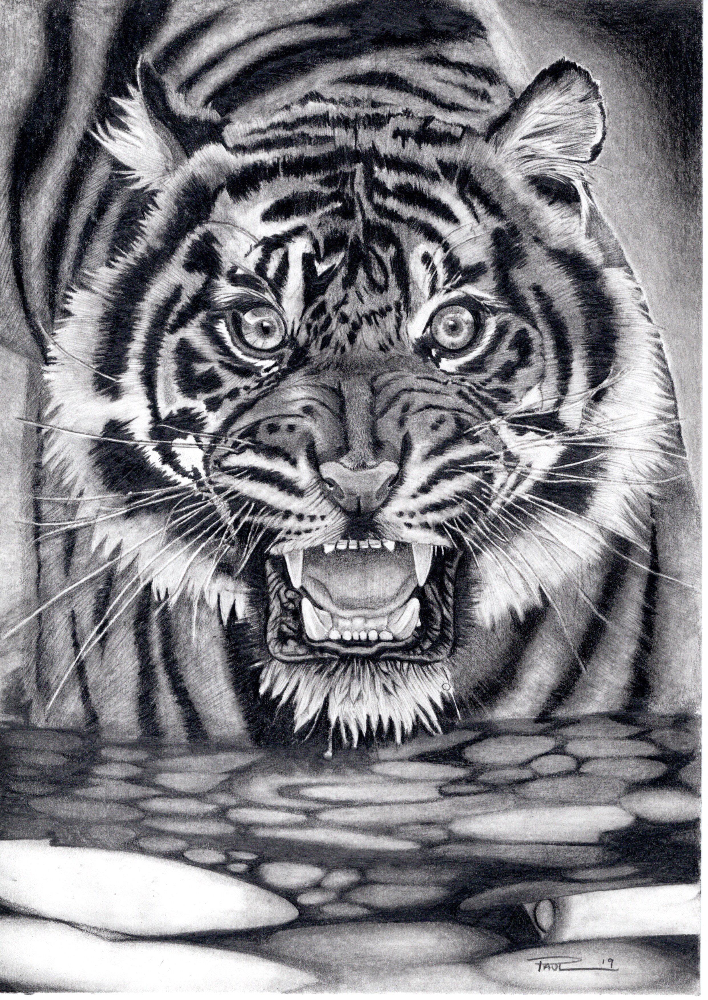 Tiger #1 | Scrolller