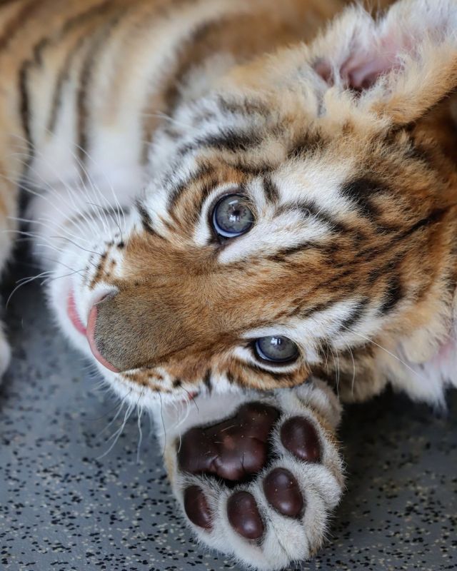 Tiger cub eyes | Scrolller