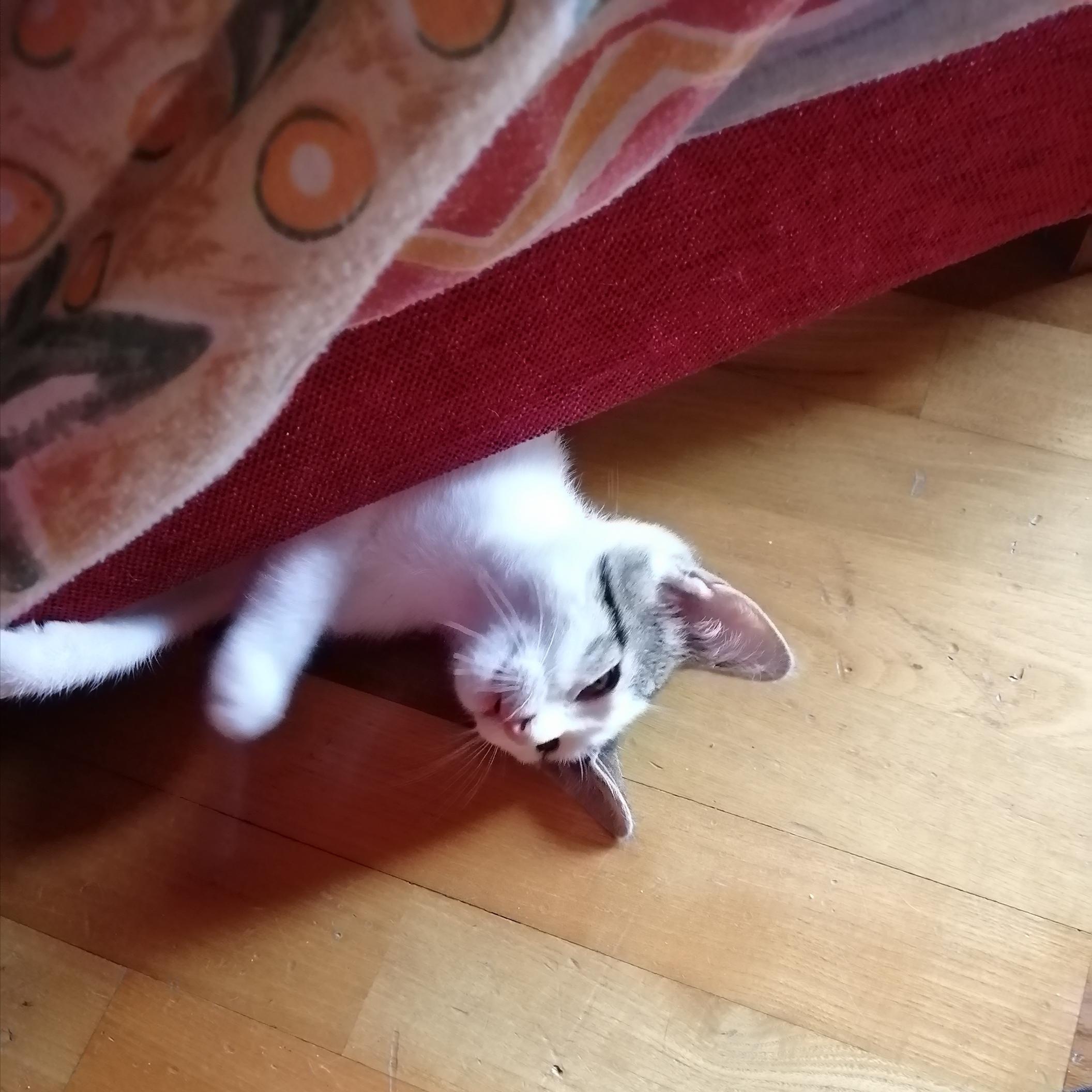 Tight kitten | Scrolller