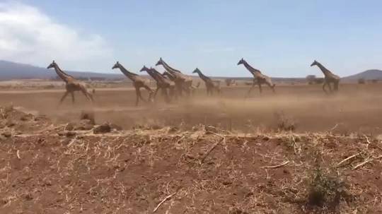 TIL running giraffes have wobbly necks | Scrolller