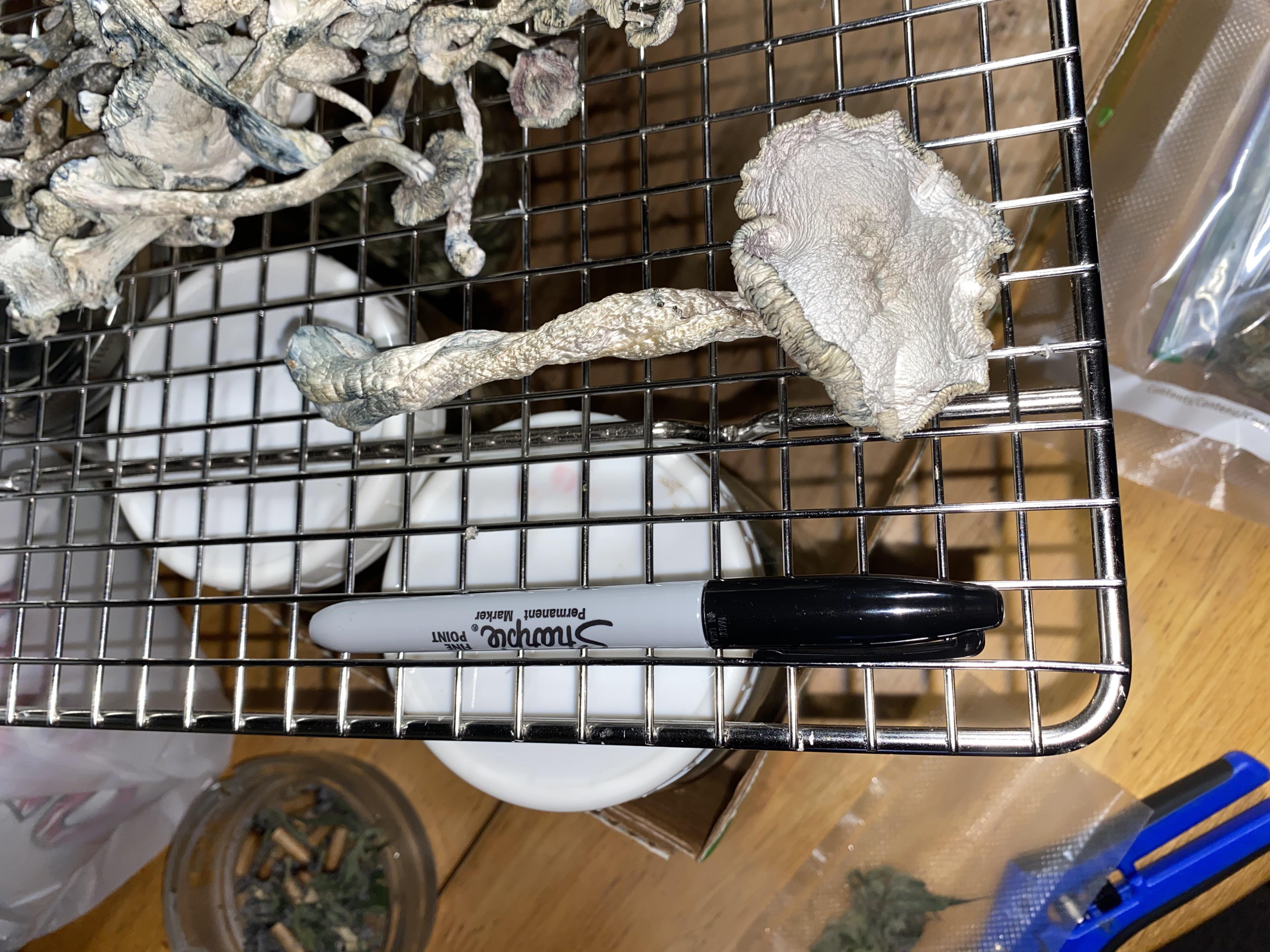 Time machine ready | Scrolller