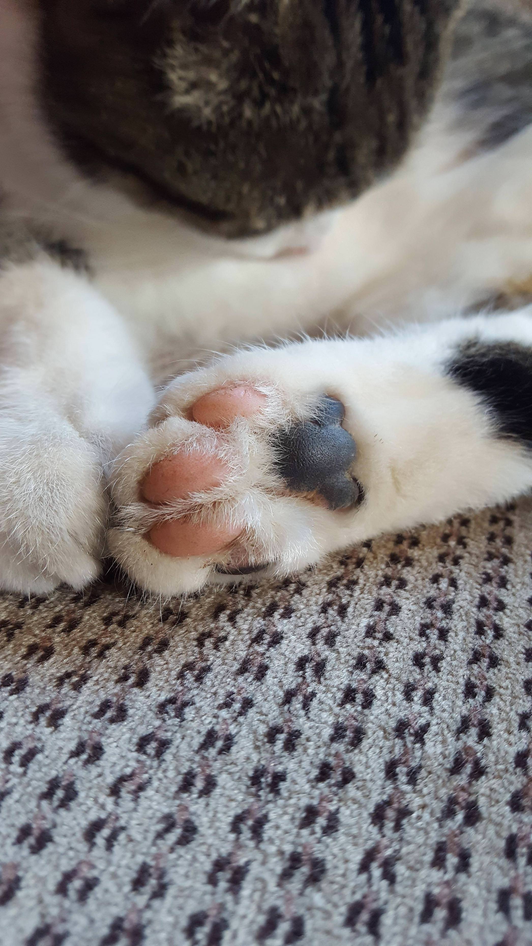 Tinkerbells Teddy Bear Beans Scrolller