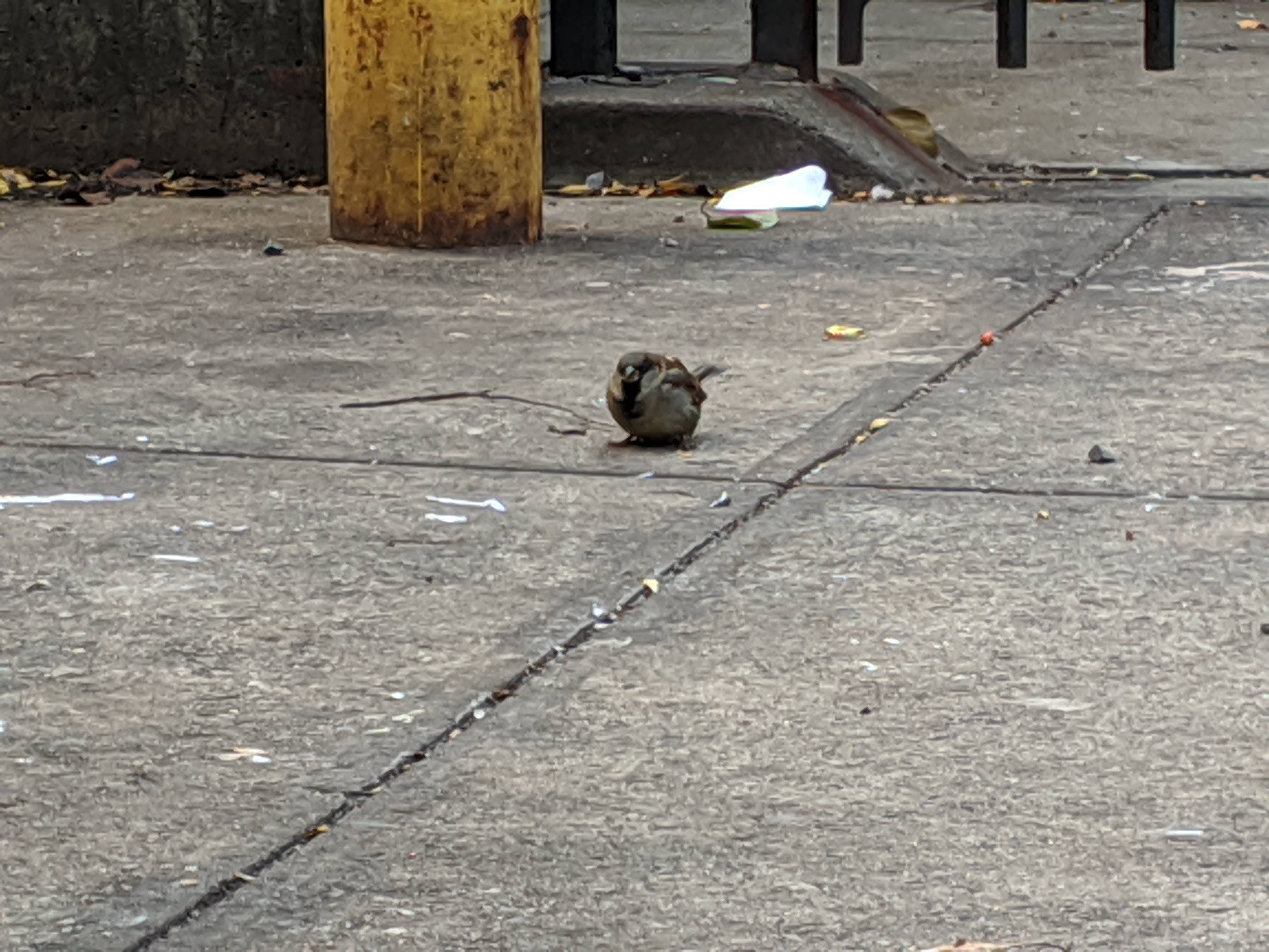 Tiny borb in NYC | Scrolller