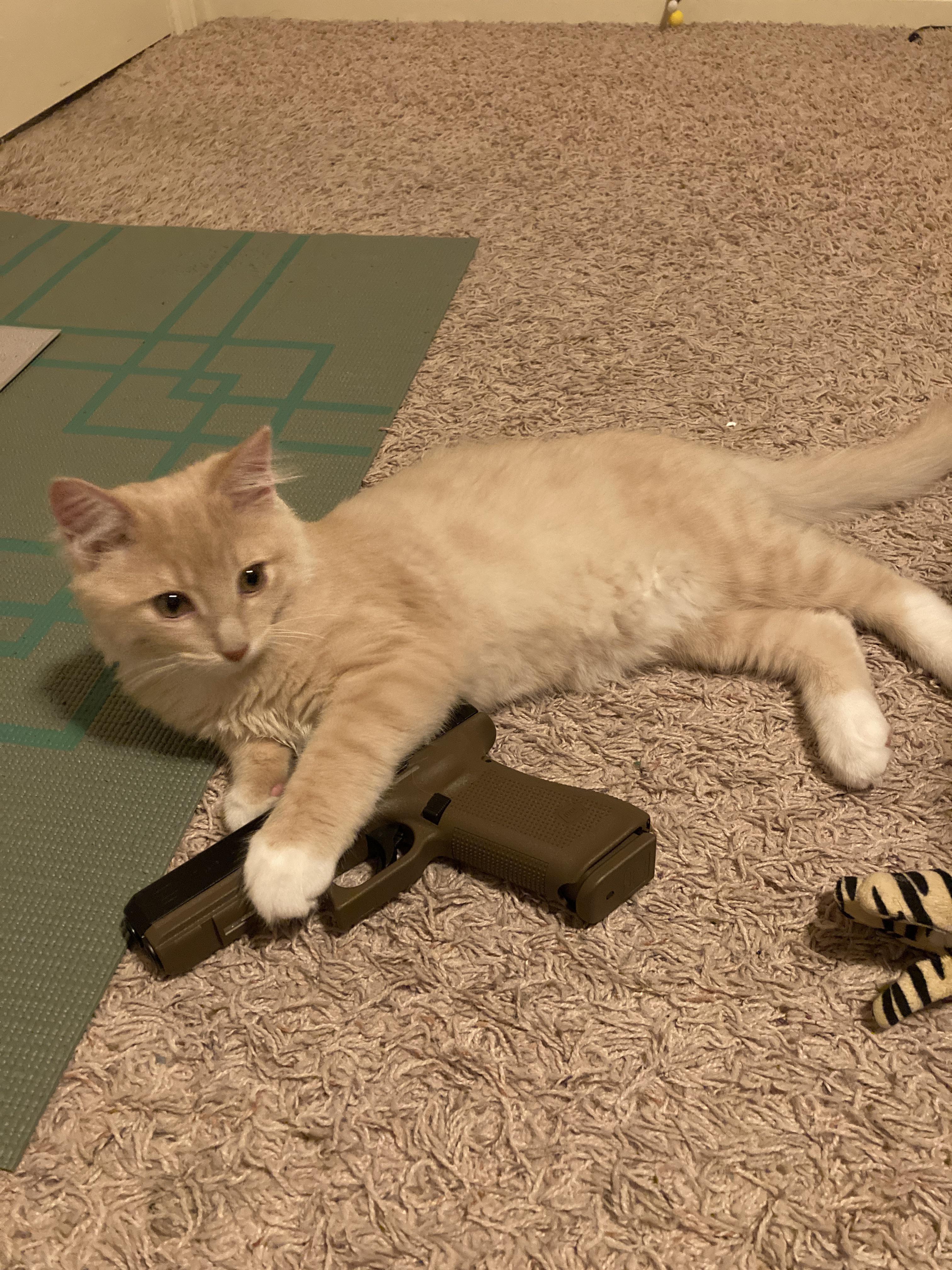 Tiny cat big gat | Scrolller