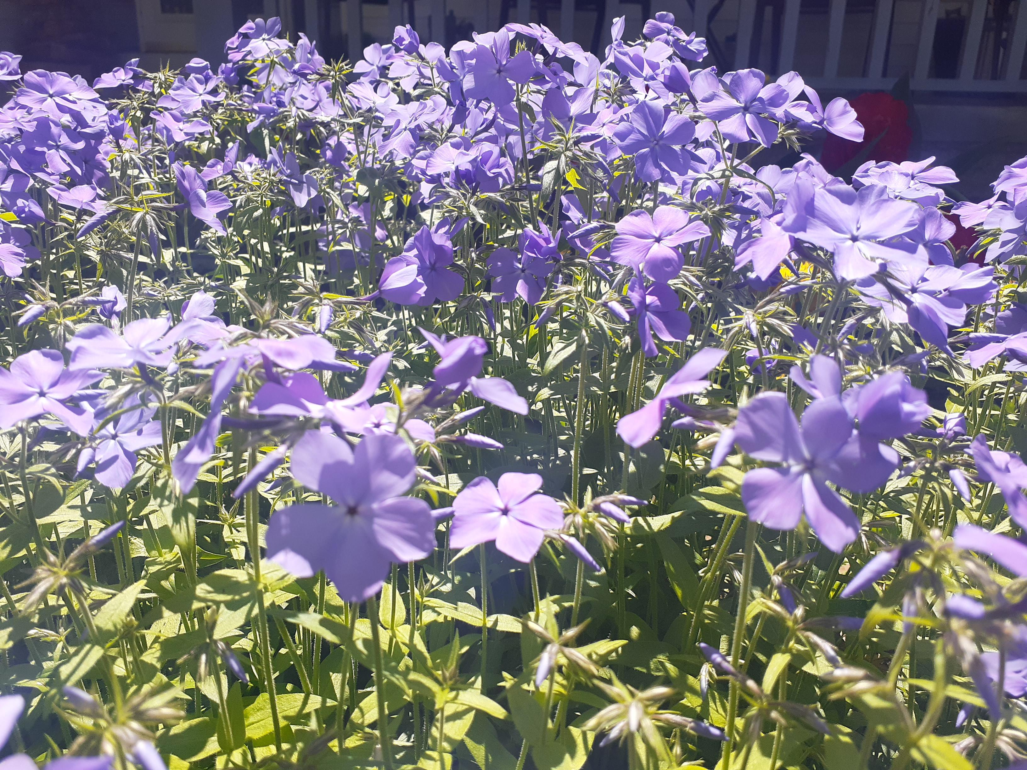 Tiny forest of Phlox 🥰 | Scrolller