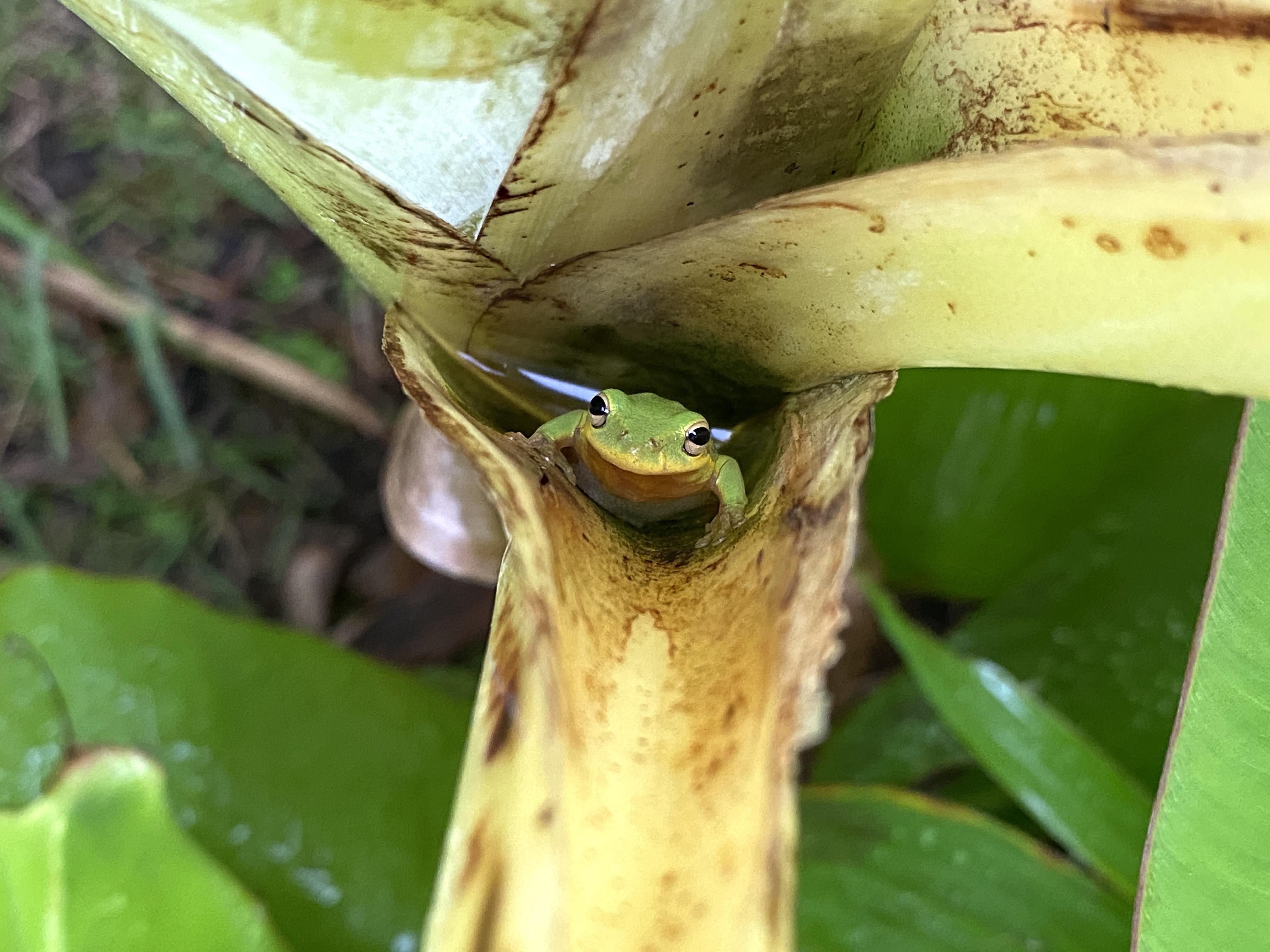 Tiny Frog. | Scrolller