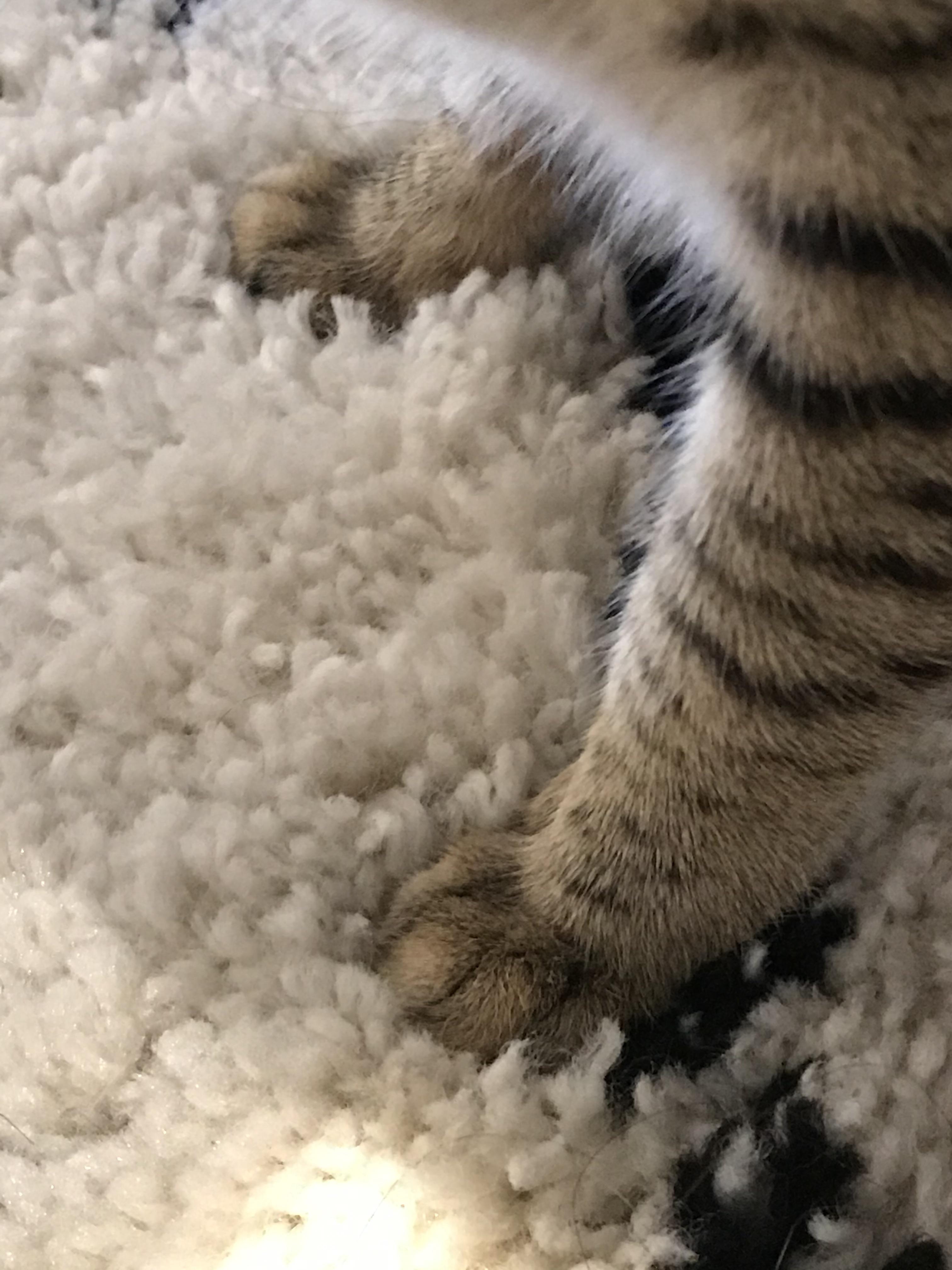 Tiny tiger | Scrolller