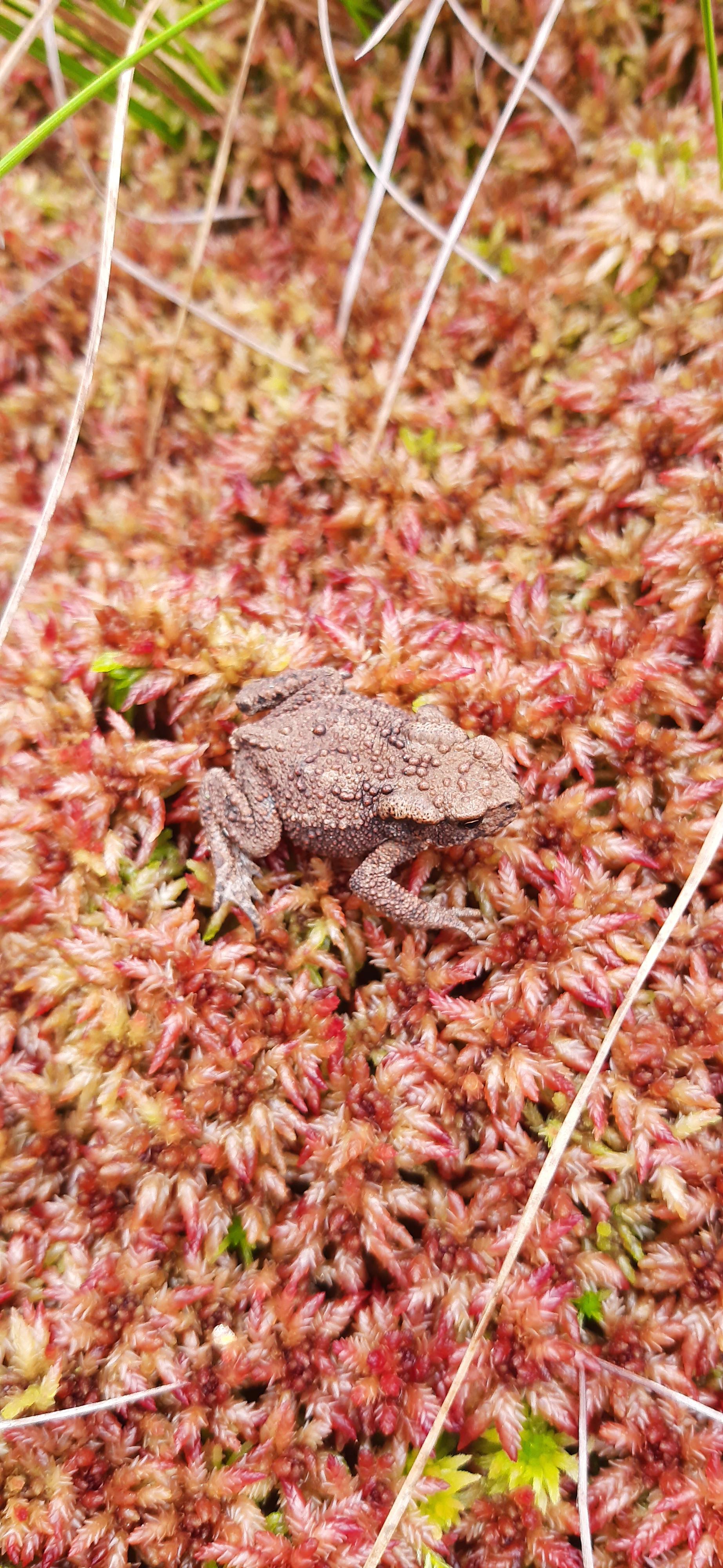 Tiny toad | Scrolller