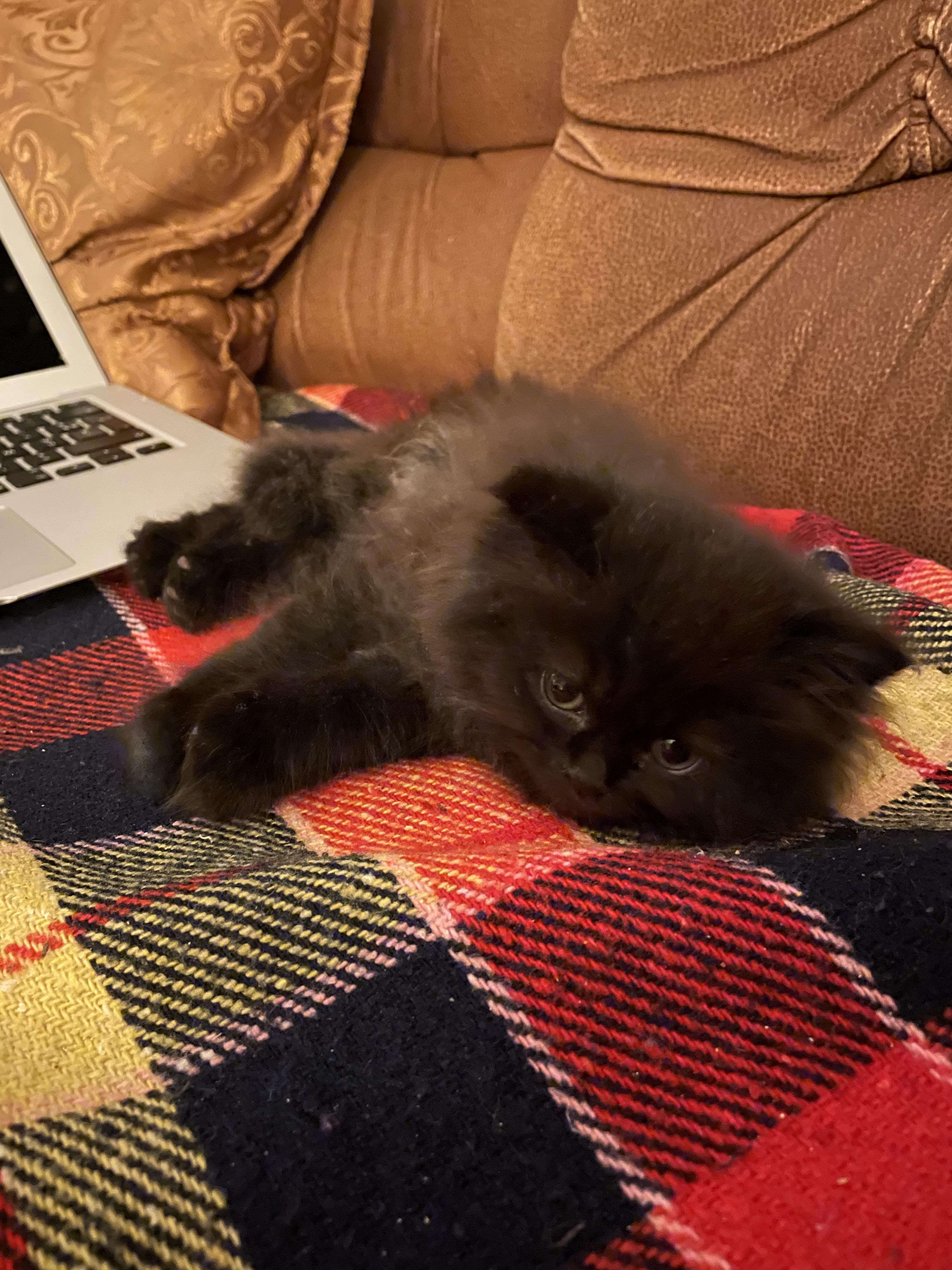 Tiny void | Scrolller