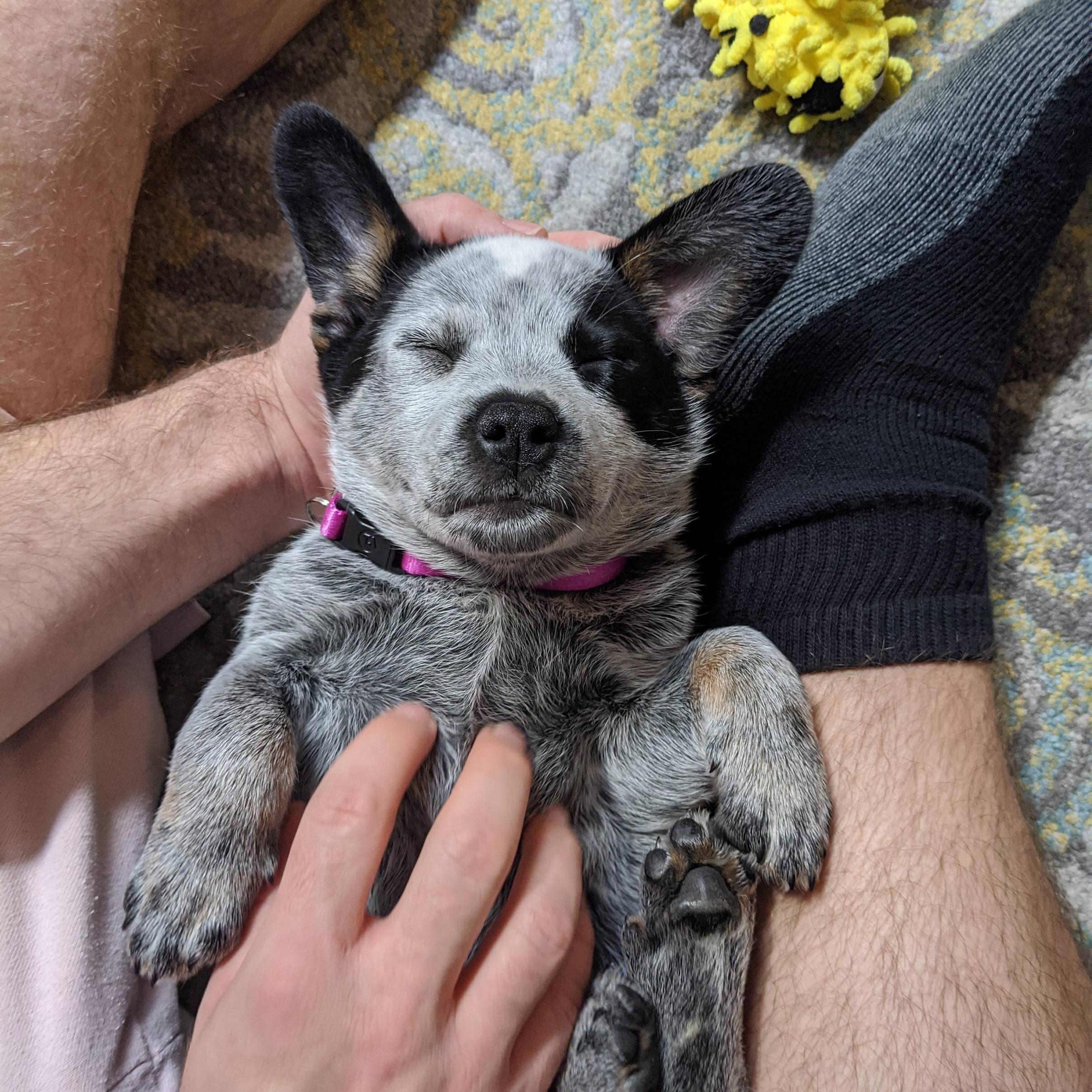 Tired Pirate Pup. | Scrolller